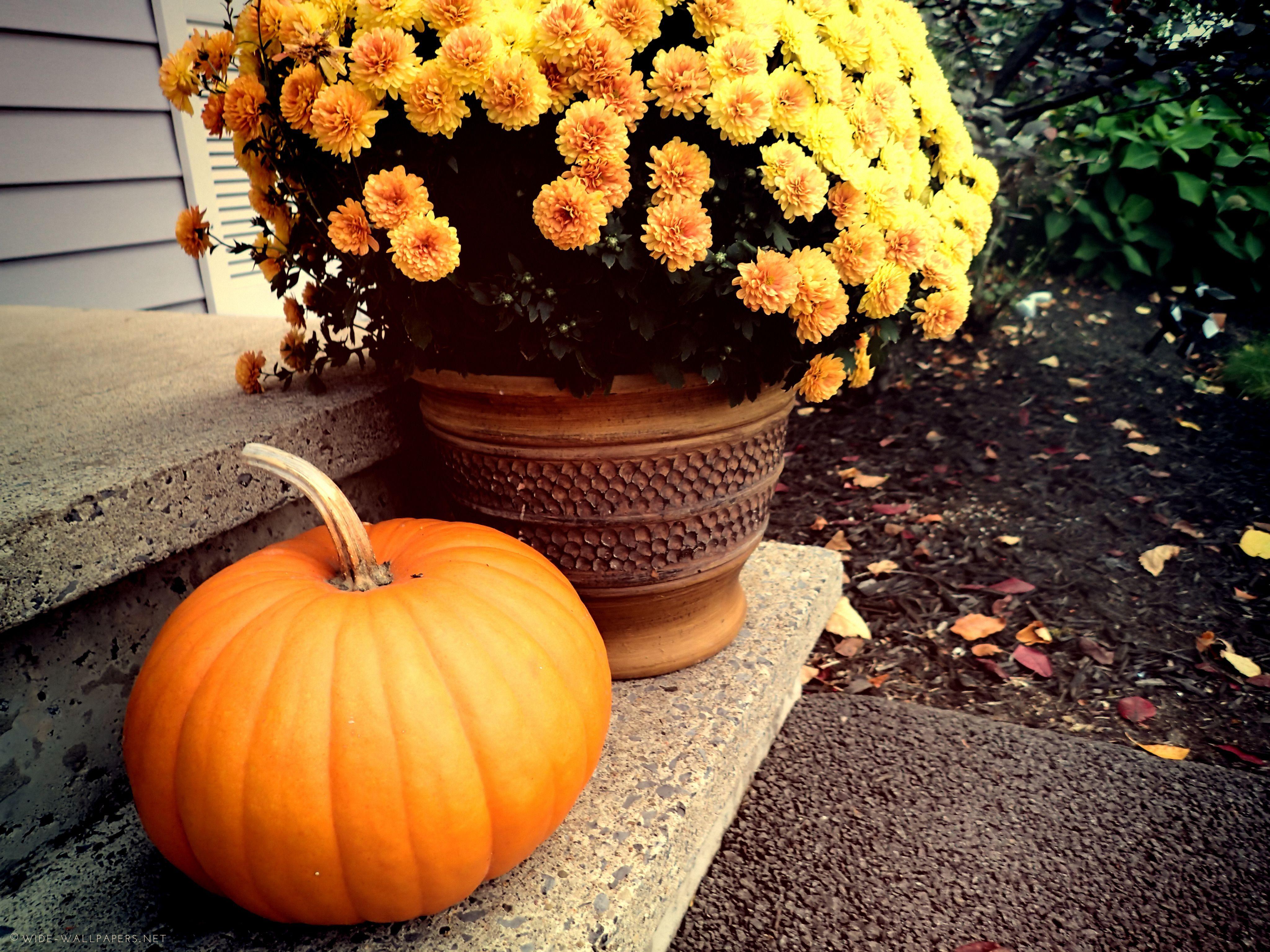 Pumpkins and Flowers Wallpapers - Top Free Pumpkins and Flowers ...