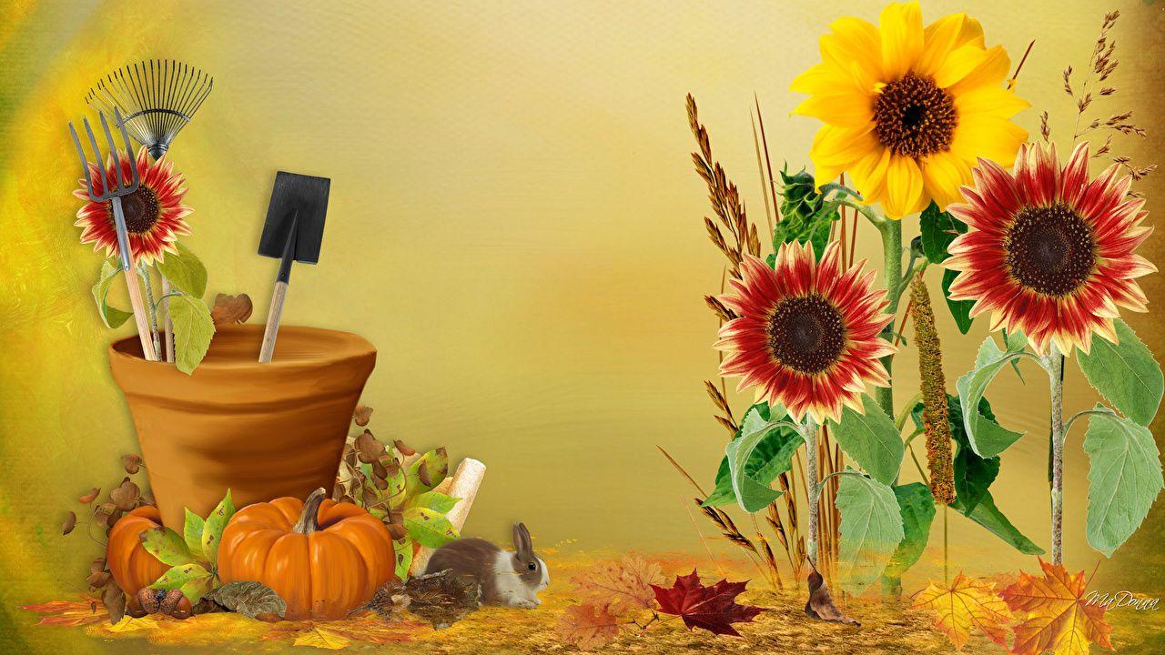 Pumpkins and Flowers Wallpapers - Top Free Pumpkins and Flowers ...
