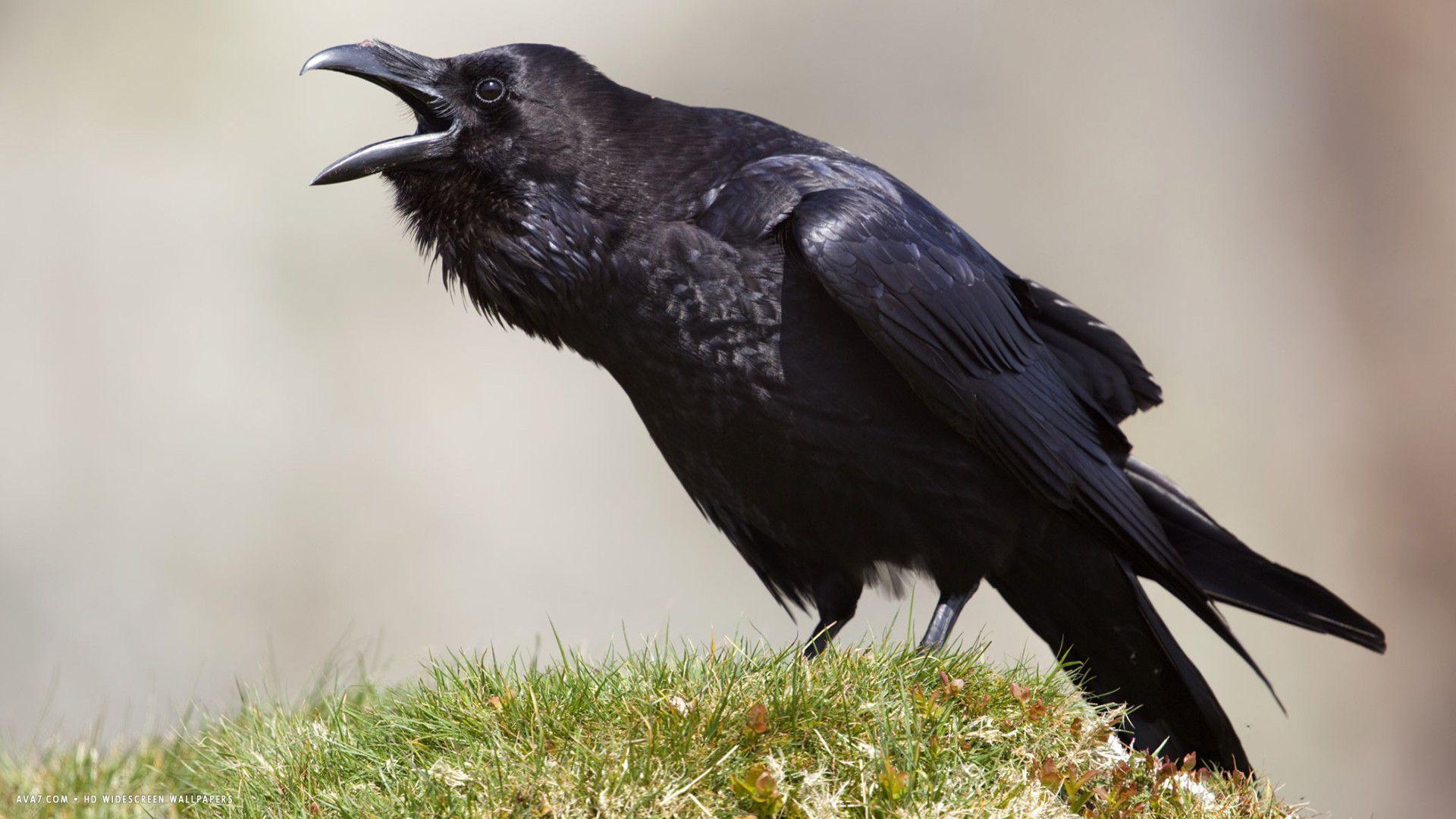 Raven Bird Wallpapers - Top Free Raven Bird Backgrounds - WallpaperAccess