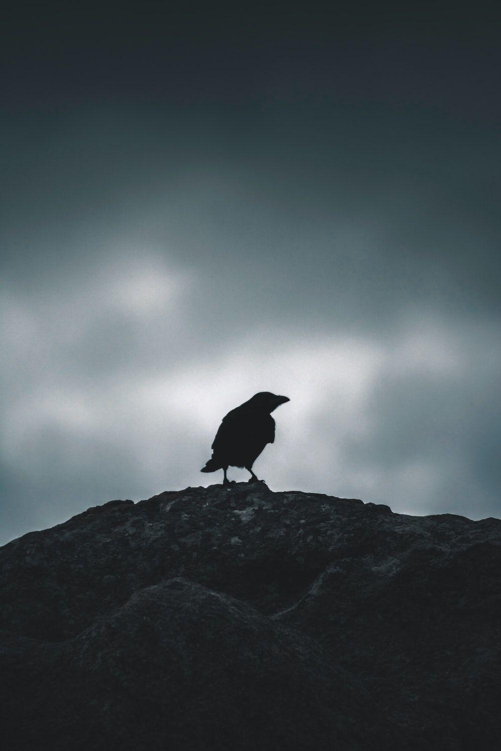 Raven Bird Wallpapers - Top Free Raven Bird Backgrounds - WallpaperAccess