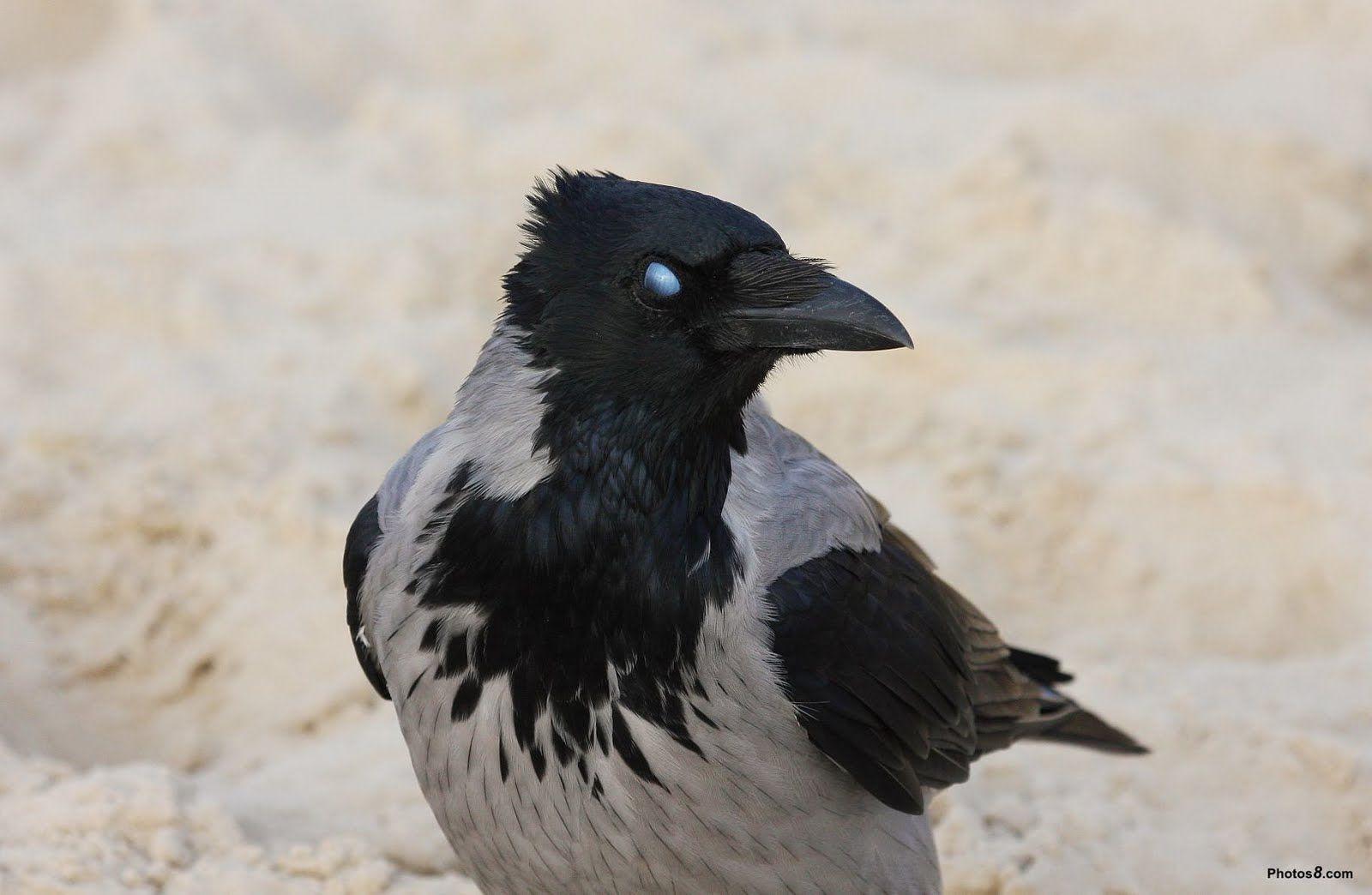 Raven Bird Wallpapers - Top Free Raven Bird Backgrounds - WallpaperAccess