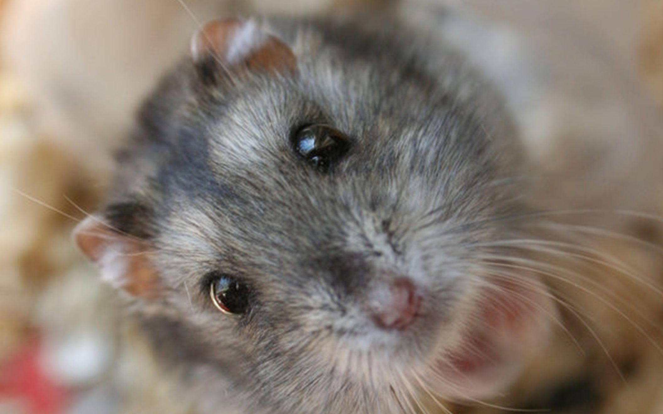 Dwarf Hamster Wallpapers - Top Free Dwarf Hamster Backgrounds ...