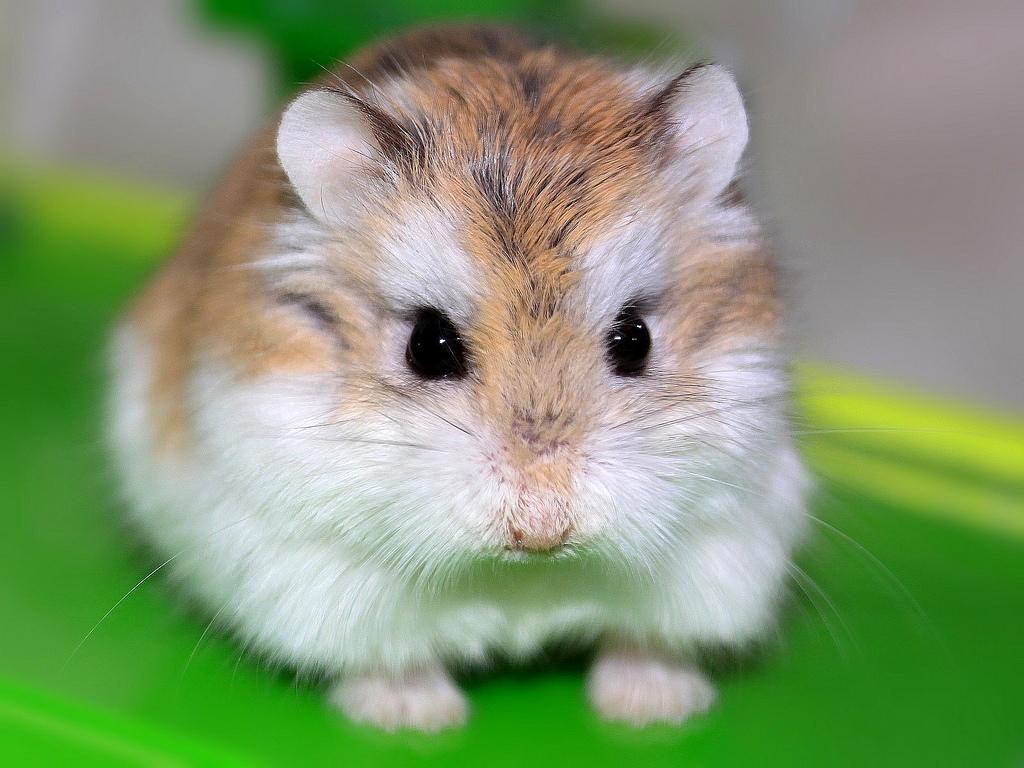 Dwarf Hamster Wallpapers - Top Free Dwarf Hamster Backgrounds ...