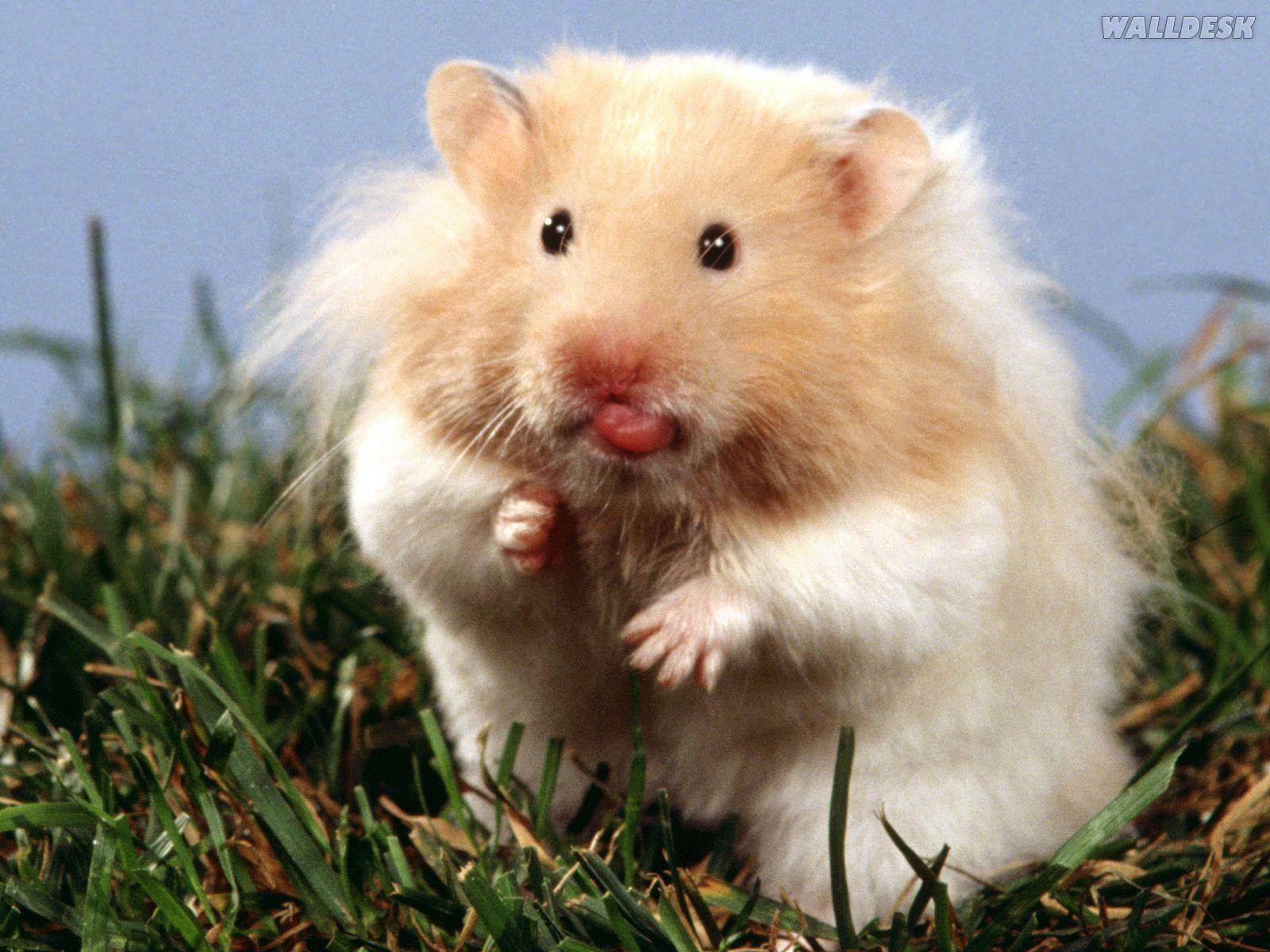 Dwarf Hamster Wallpapers - Top Free Dwarf Hamster Backgrounds ...