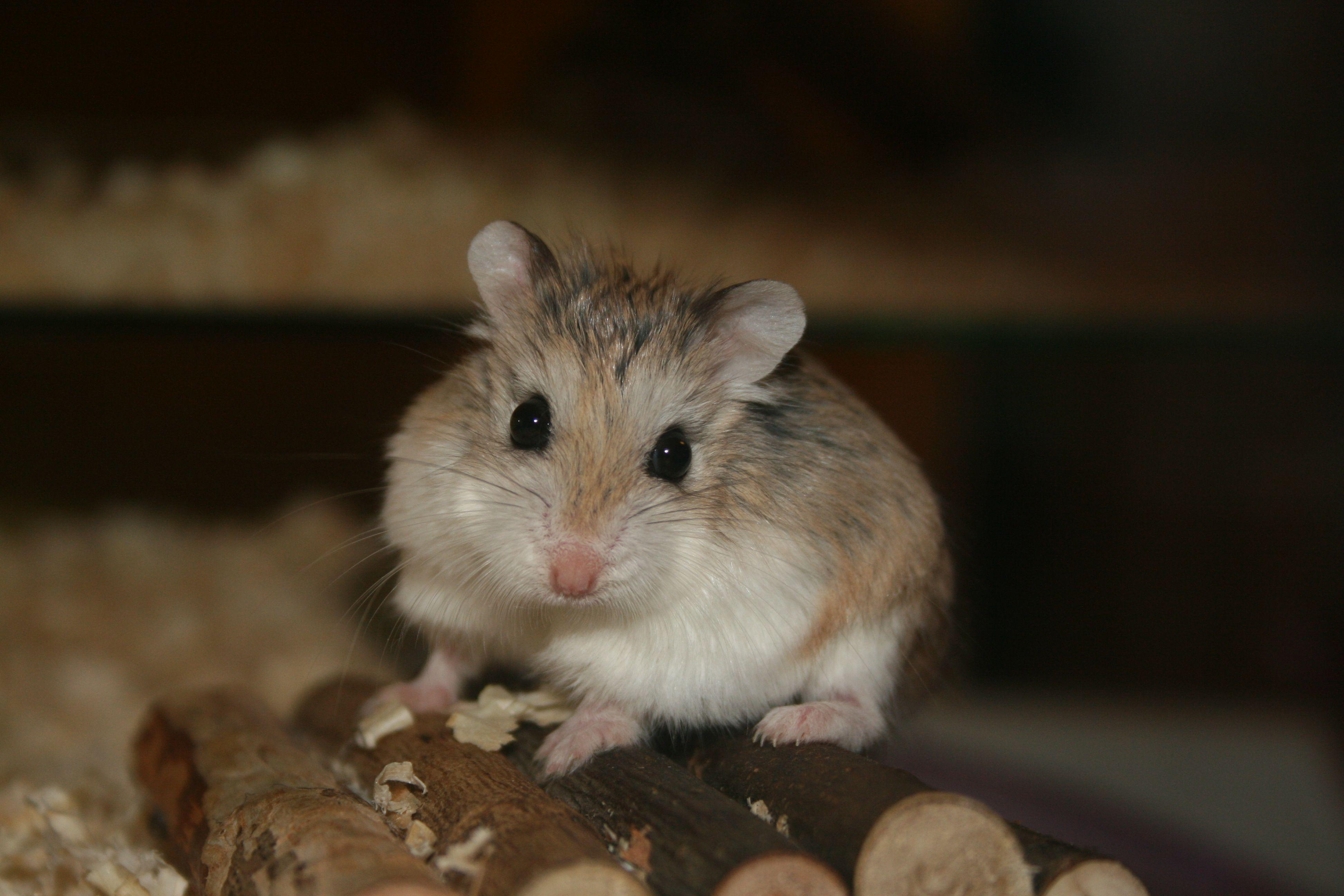 Dwarf Hamster Wallpapers - Top Free Dwarf Hamster Backgrounds ...