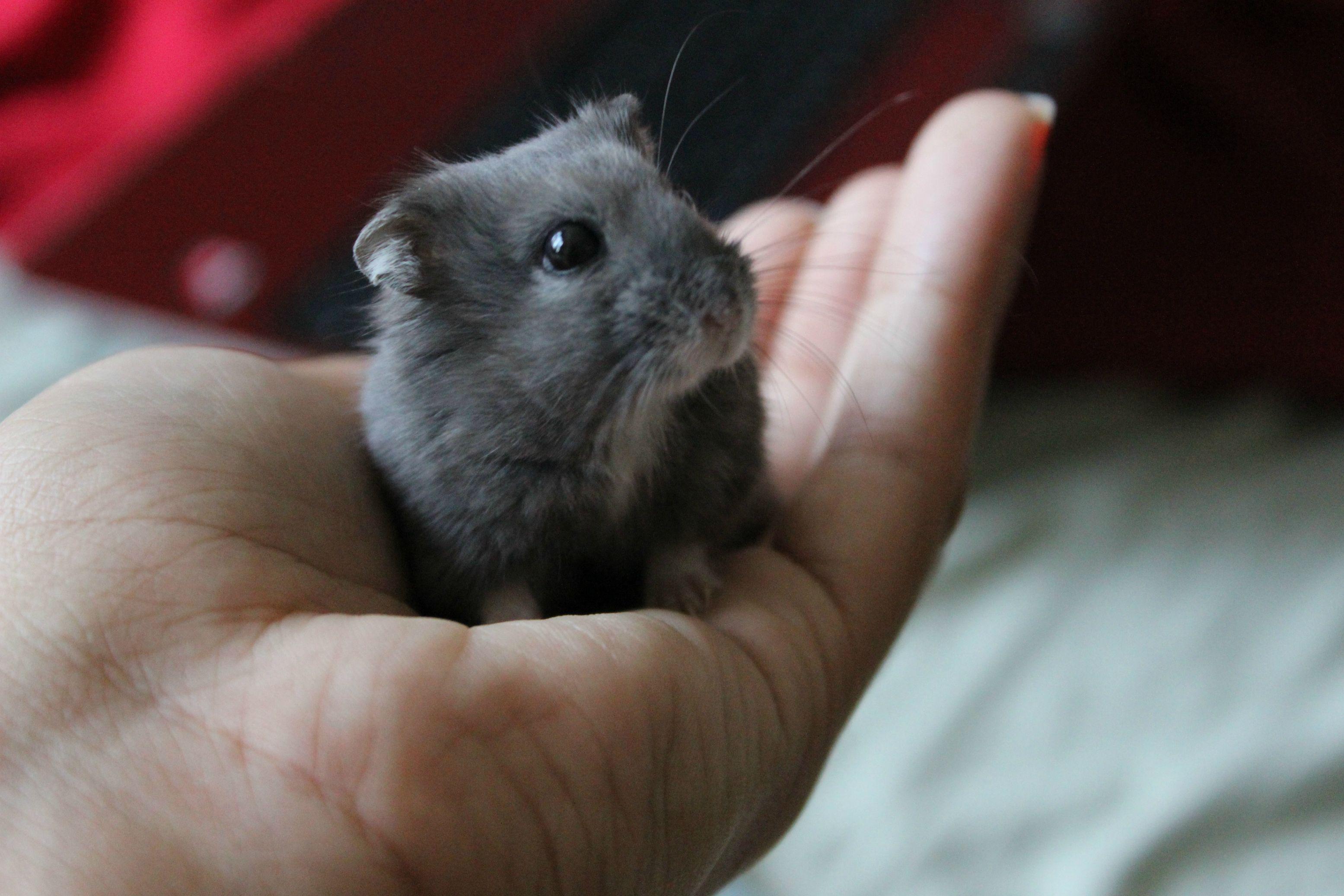 Dwarf Hamster Wallpapers - Top Free Dwarf Hamster Backgrounds ...