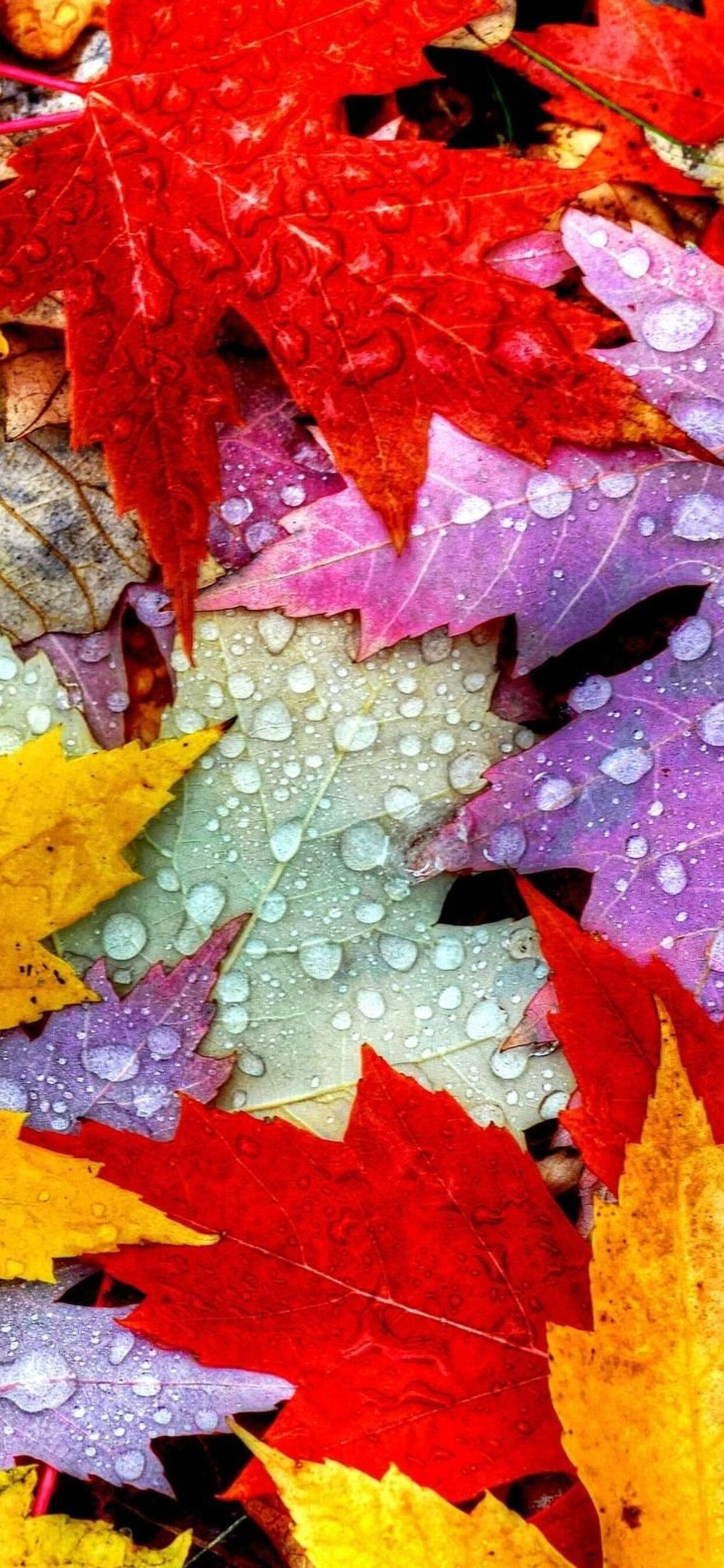 Falling Leaves iPhone Wallpapers - Top Free Falling Leaves iPhone ...