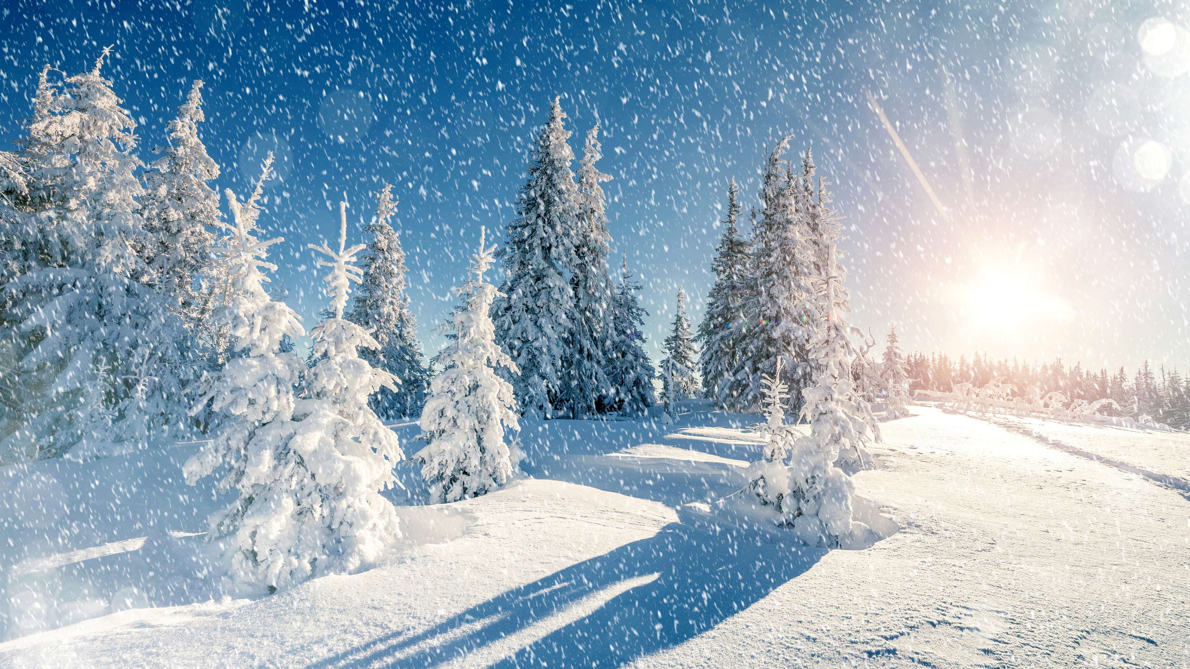 Christmas Tree Snow Wallpapers - Top Free Christmas Tree Snow ...