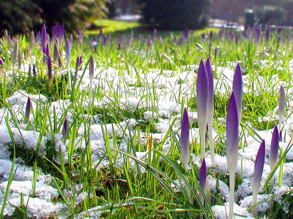 Spring Snow Wallpapers - Top Free Spring Snow Backgrounds - WallpaperAccess