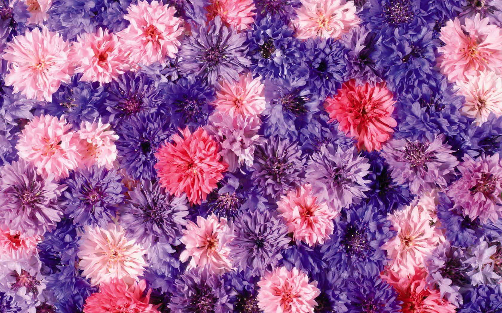Purple Flowers Computer Wallpapers - Top Free Purple Flowers Computer ...
