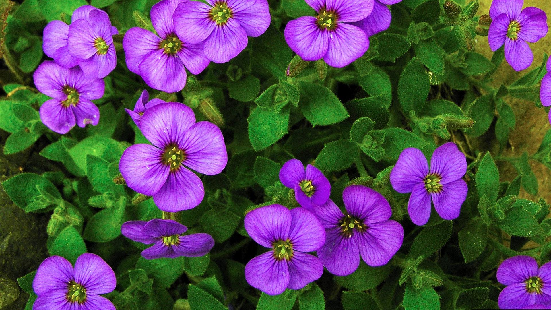Purple Flowers Computer Wallpapers - Top Free Purple Flowers Computer ...
