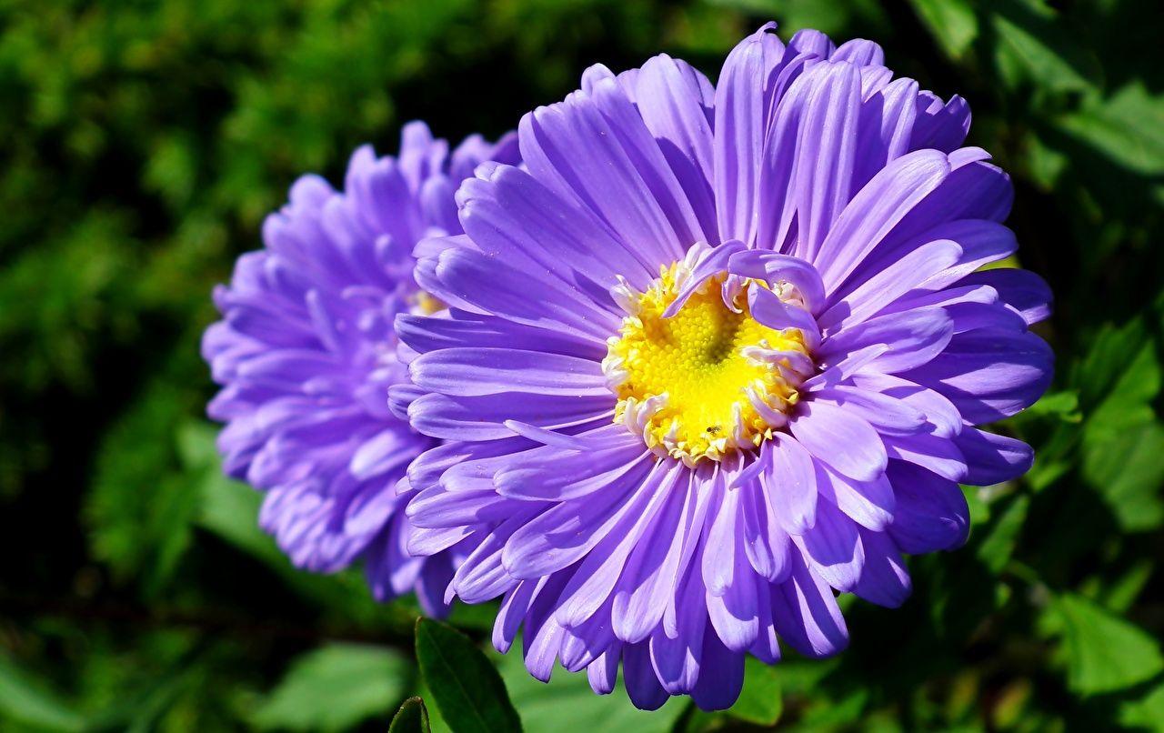 Purple Flowers Computer Wallpapers - Top Free Purple Flowers Computer ...