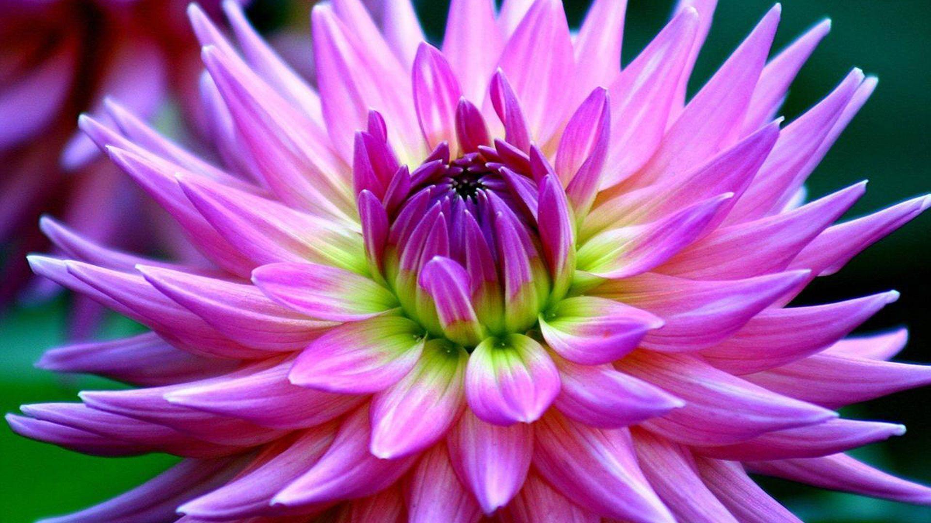 Beautiful Purple Flowers Wallpapers - Top Free Beautiful Purple Flowers ...