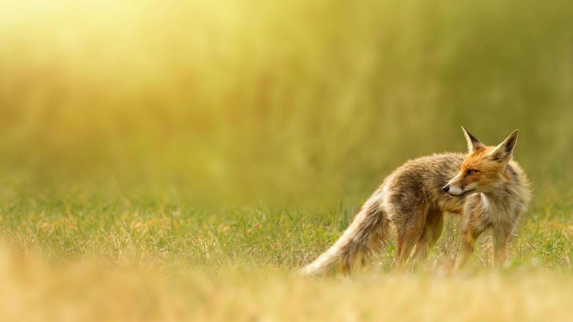 Fox Animal Desktop Wallpapers - Top Free Fox Animal Desktop Backgrounds ...