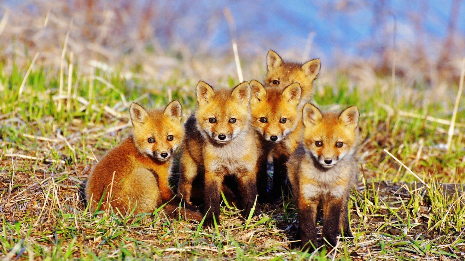 Fox Animal Desktop Wallpapers - Top Free Fox Animal Desktop Backgrounds ...