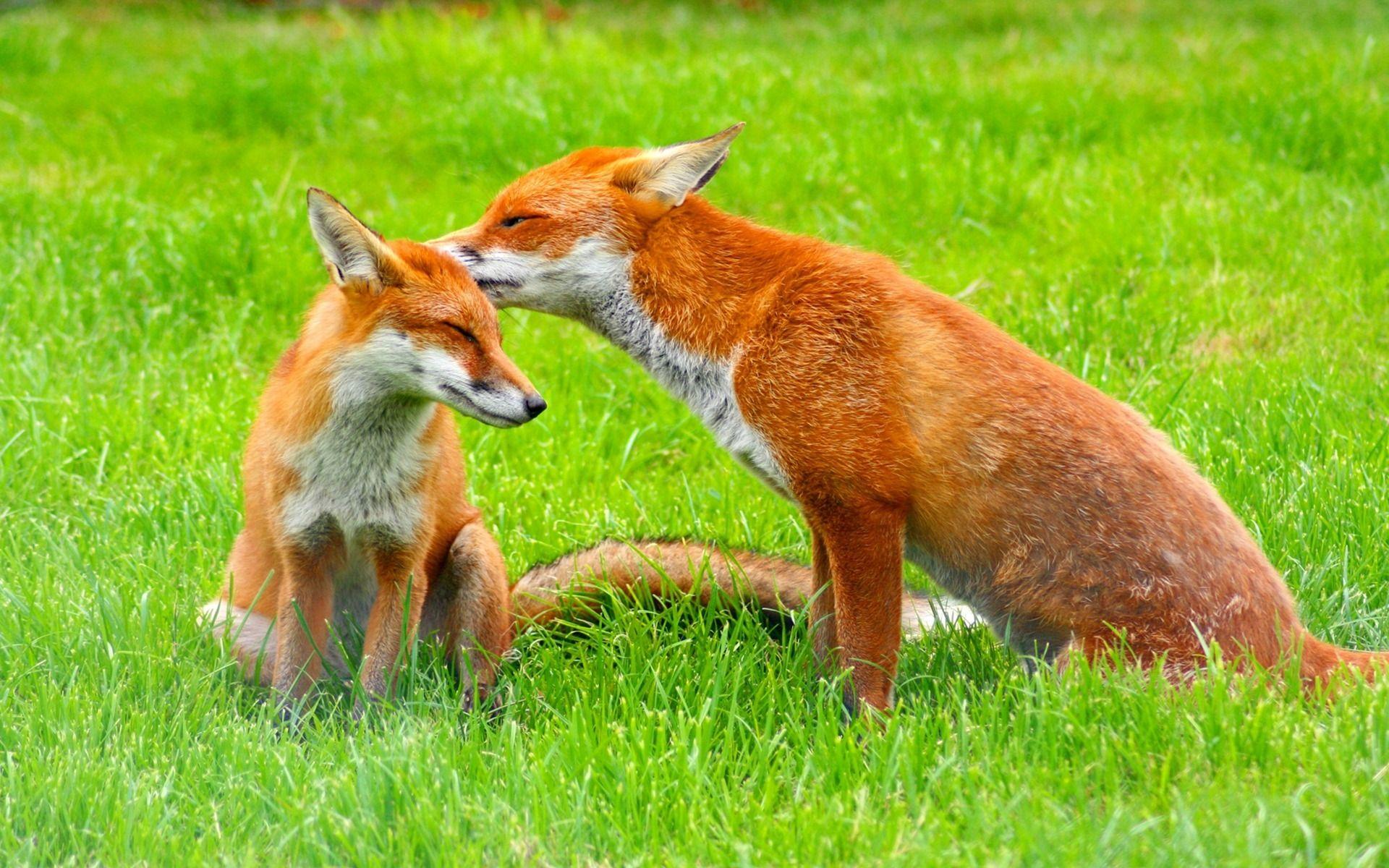 Fox Animal Desktop Wallpapers - Top Free Fox Animal Desktop Backgrounds ...