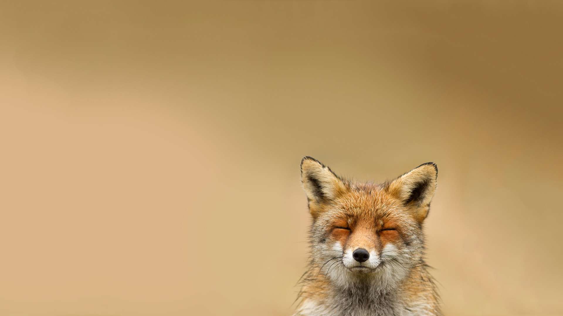 Fox Animal Desktop Wallpapers - Top Free Fox Animal Desktop Backgrounds ...