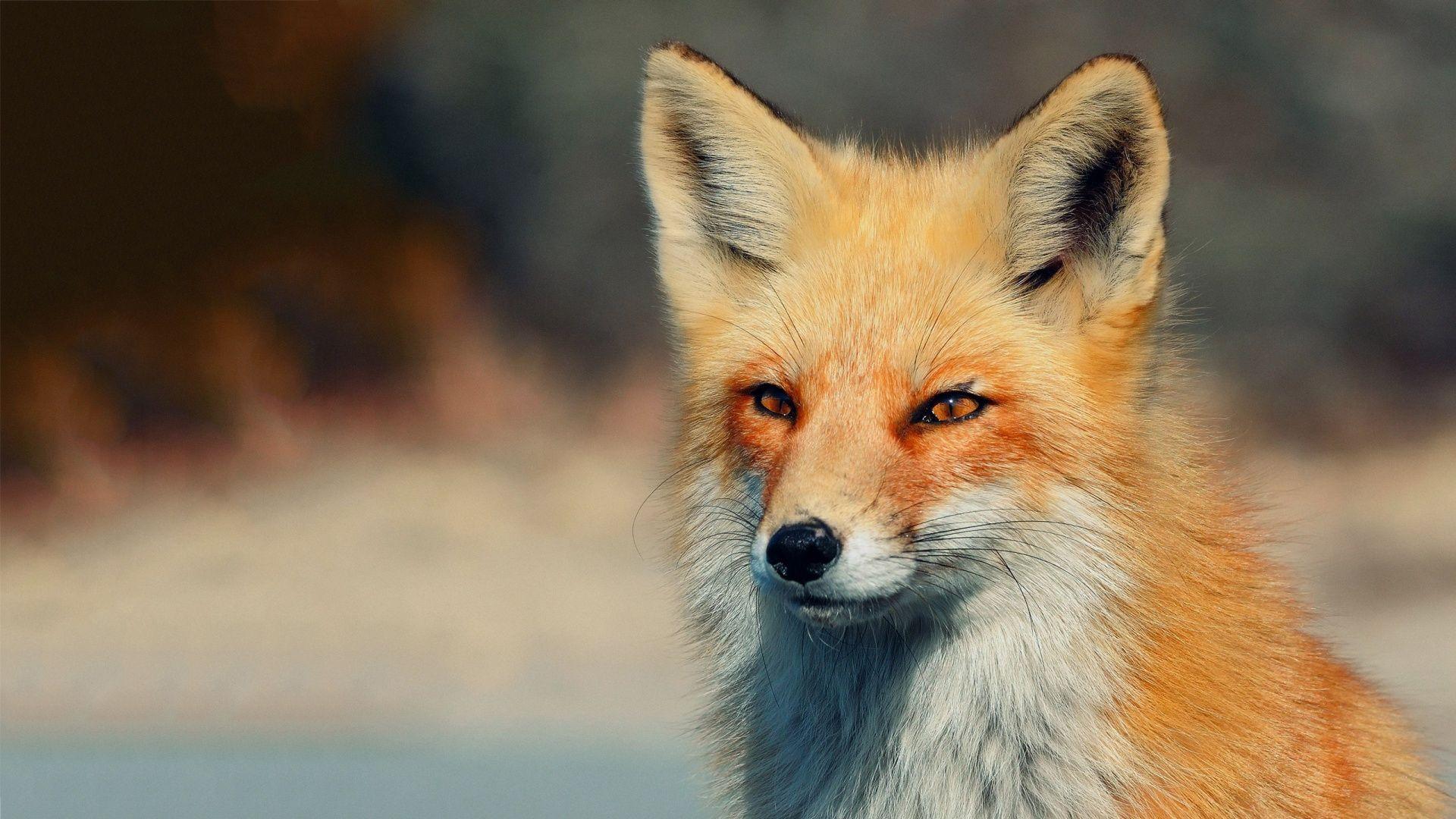 Fox Animal Desktop Wallpapers - Top Free Fox Animal Desktop Backgrounds ...