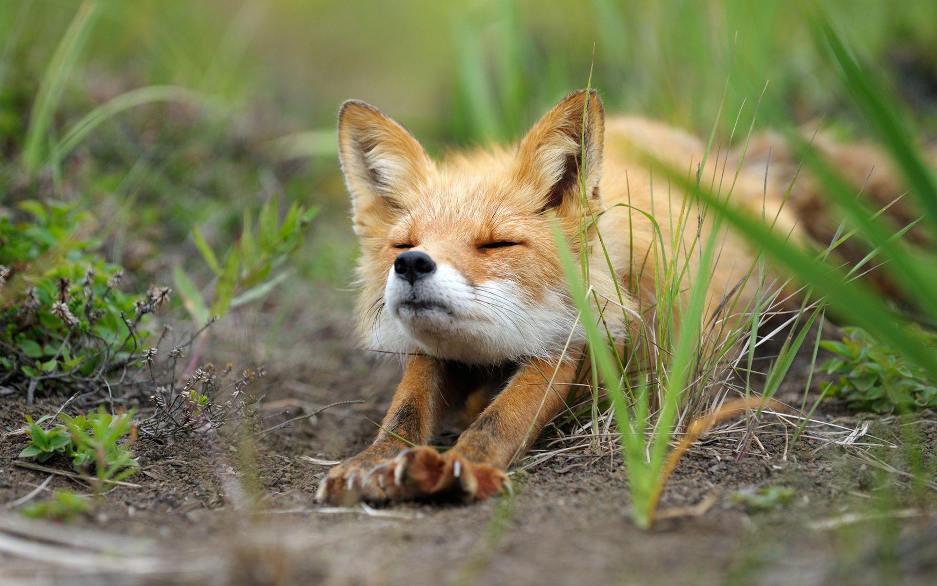 Fox Animal Desktop Wallpapers - Top Free Fox Animal Desktop Backgrounds ...