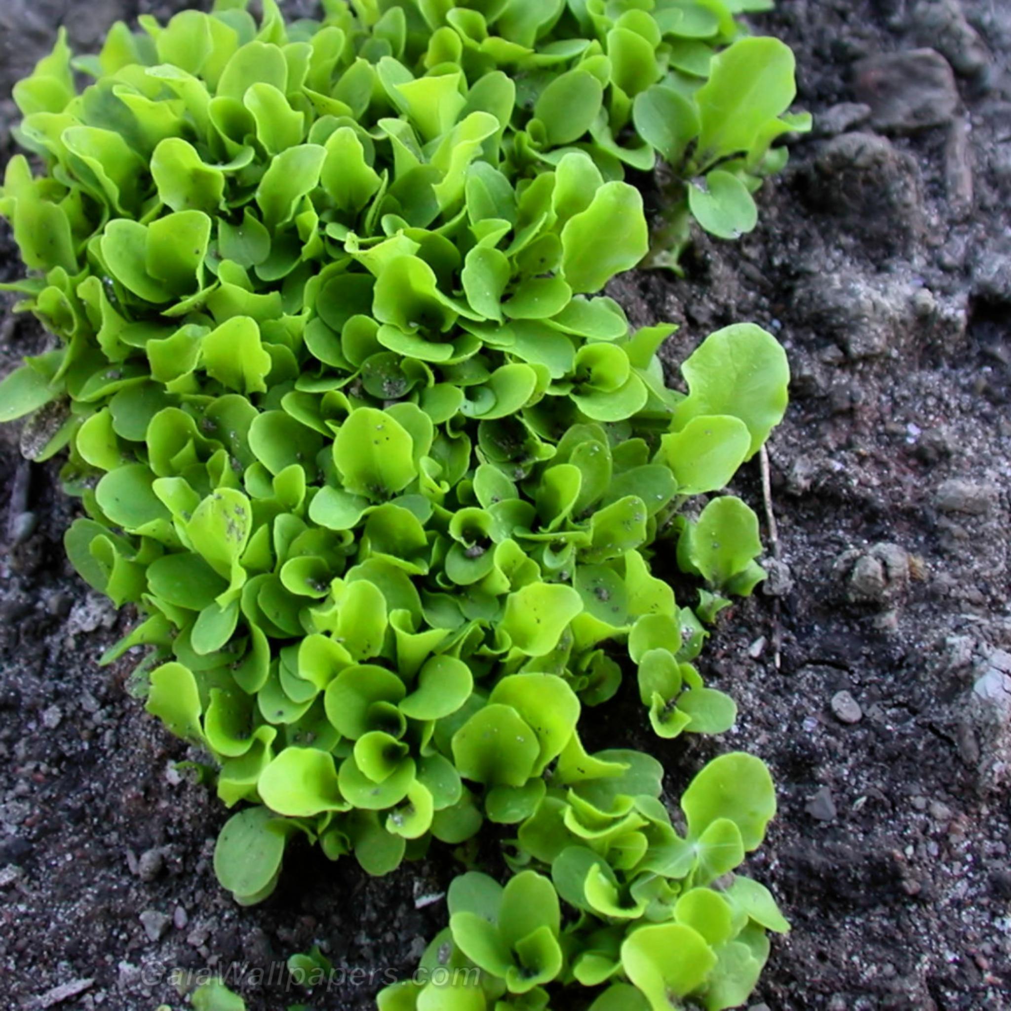 Growing Plant Wallpapers - Top Free Growing Plant Backgrounds ...