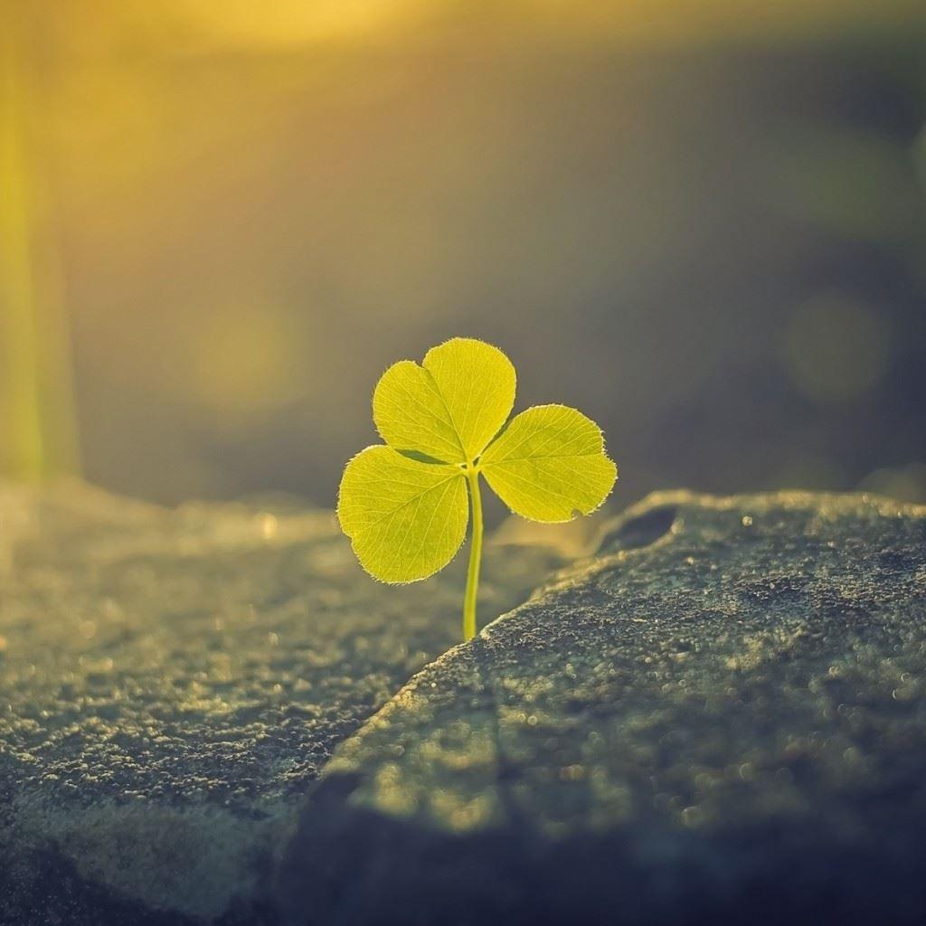 Growing Plant Wallpapers - Top Free Growing Plant Backgrounds ...