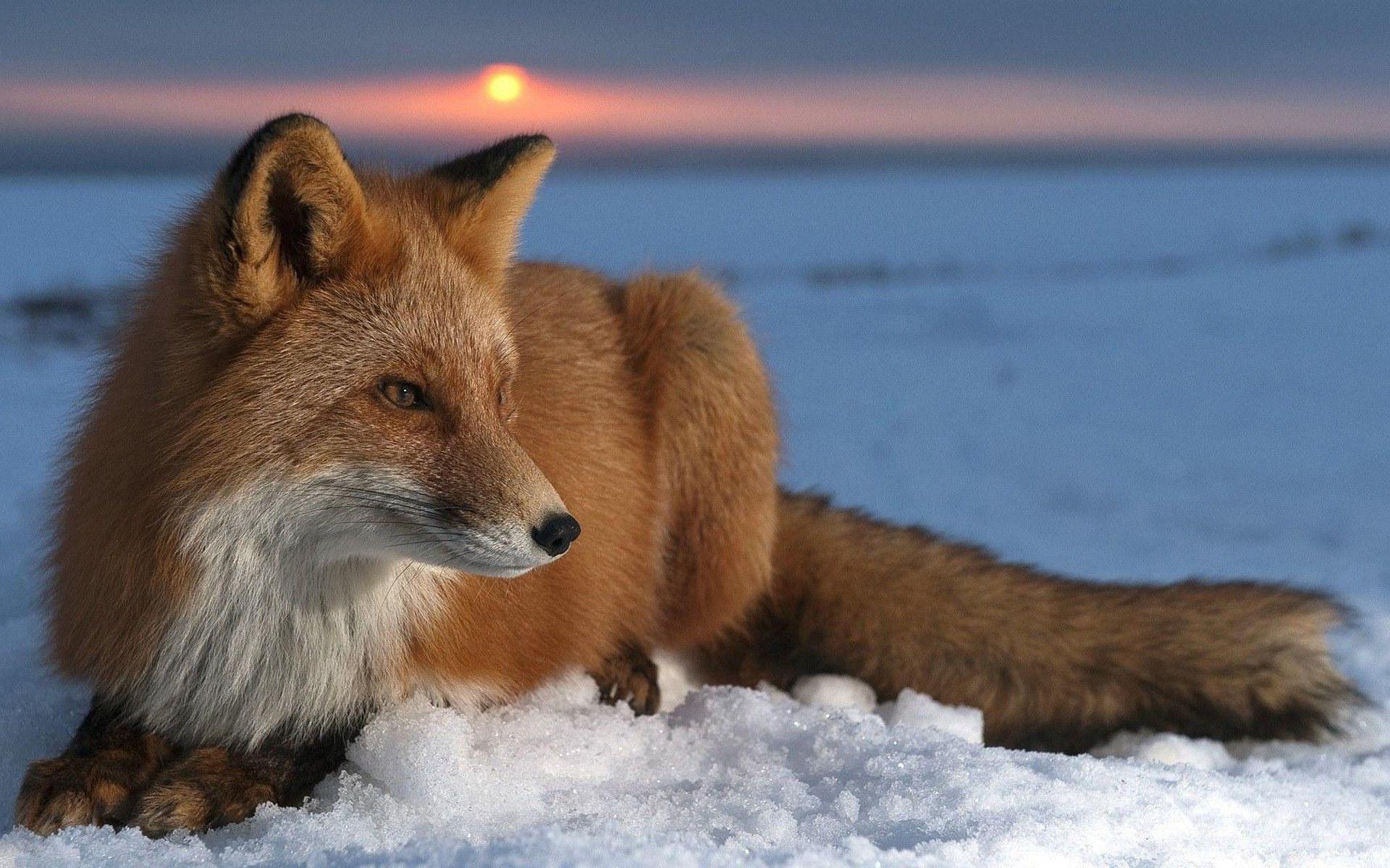Fox Animal Desktop Wallpapers - Top Free Fox Animal Desktop Backgrounds ...
