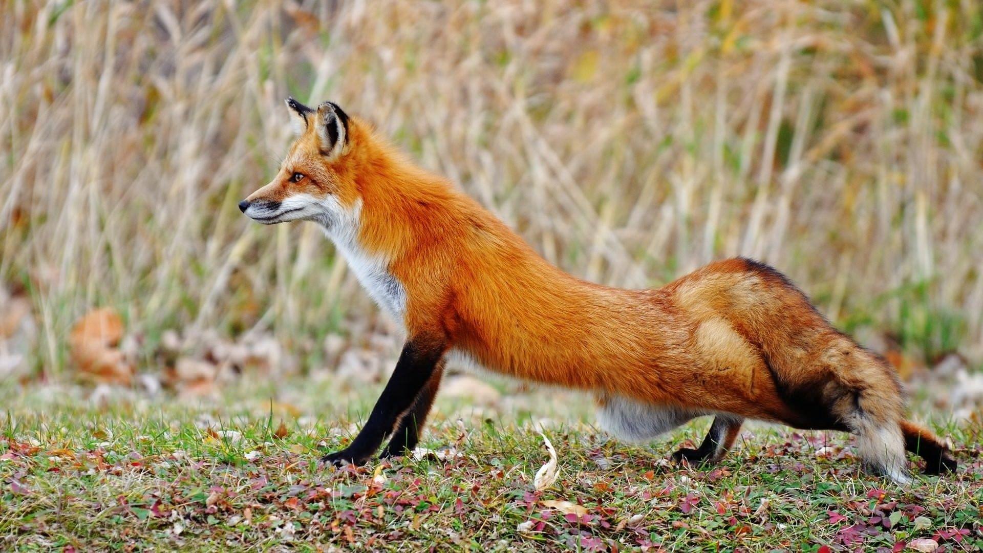 Fox Animal Desktop Wallpapers - Top Free Fox Animal Desktop Backgrounds ...