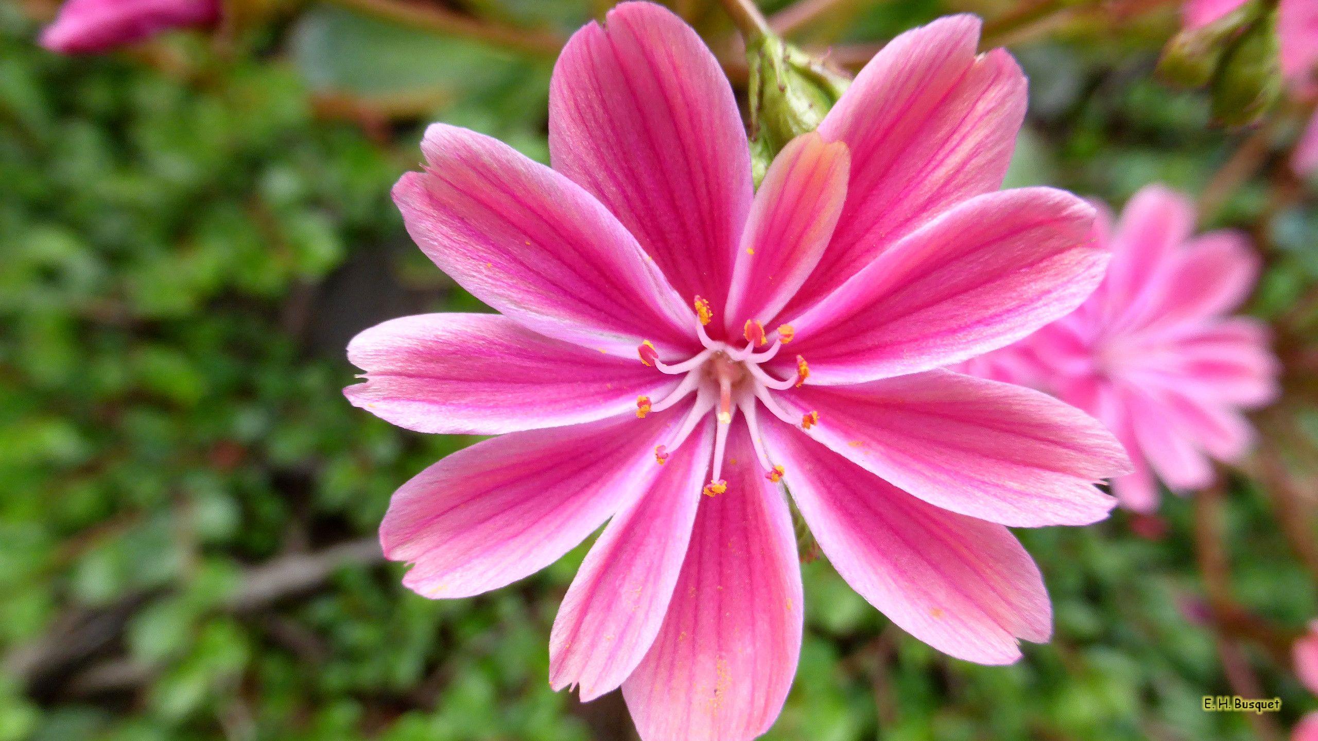 Pestle Wallpapers - Top Free Pestle Backgrounds - WallpaperAccess