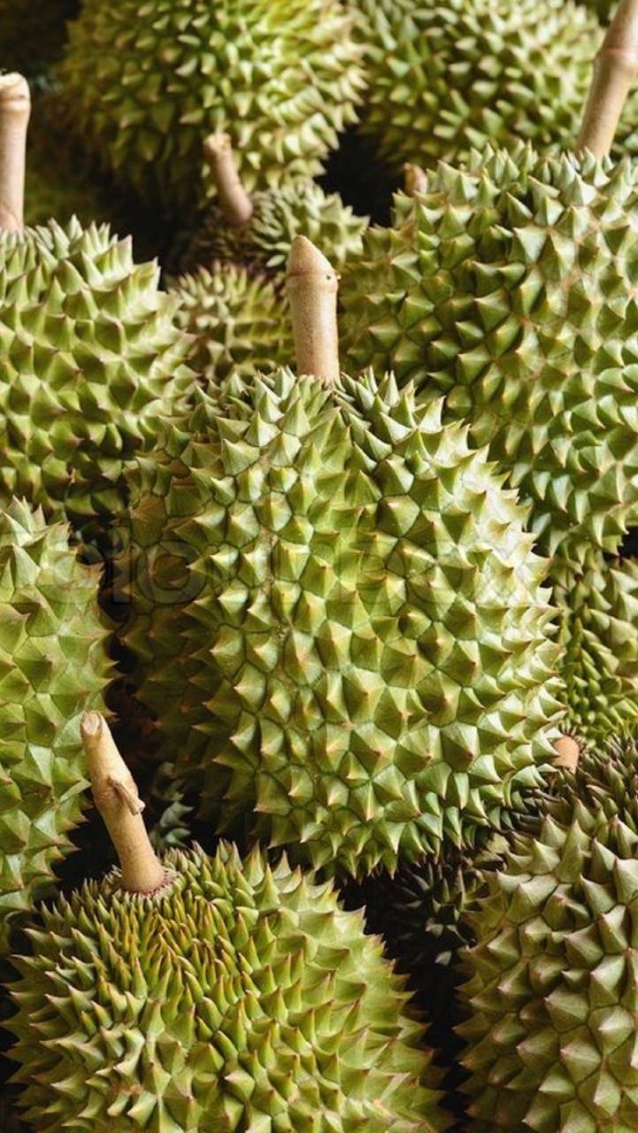 Durian Wallpapers - Top Free Durian Backgrounds - WallpaperAccess