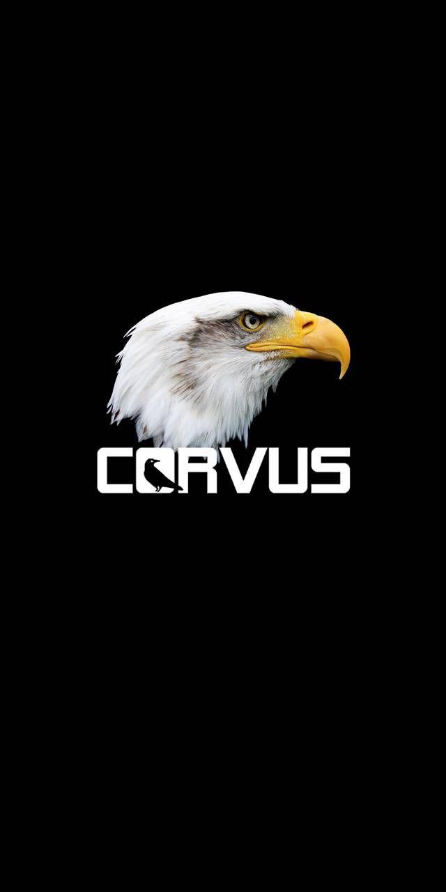 Corvus Wallpapers - Top Free Corvus Backgrounds - WallpaperAccess