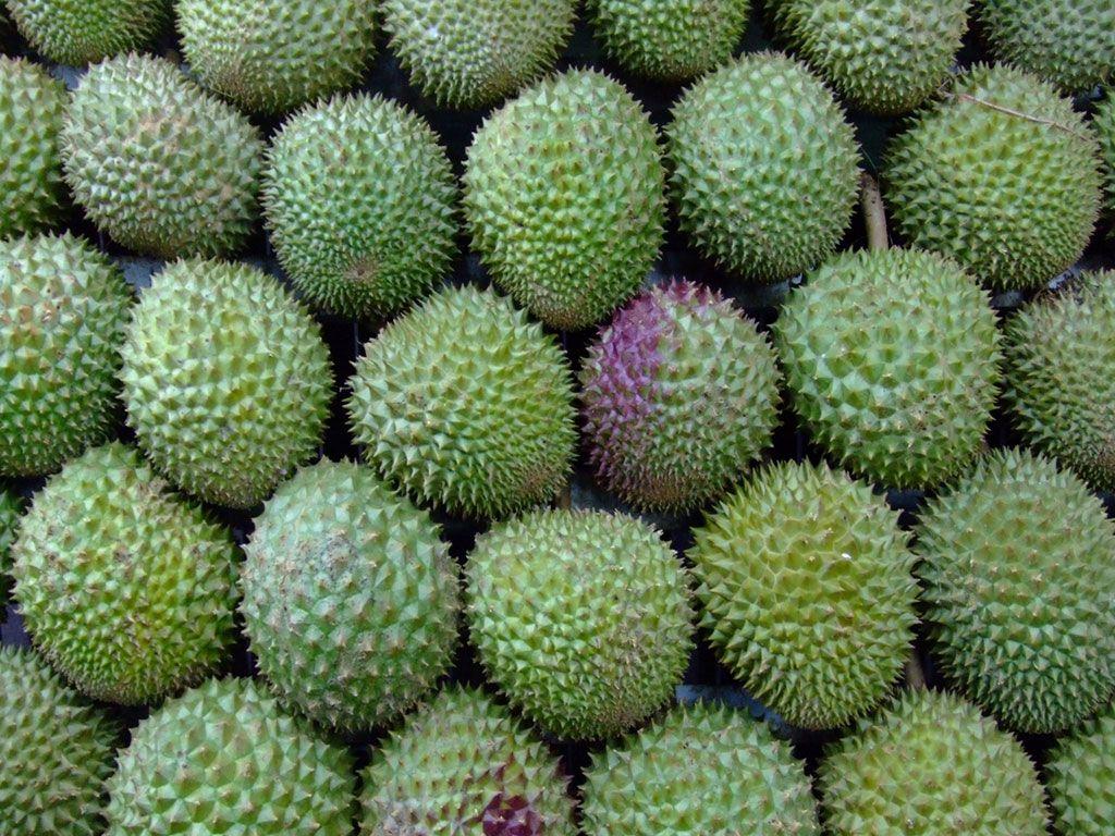 Durian Wallpapers - Top Free Durian Backgrounds - WallpaperAccess