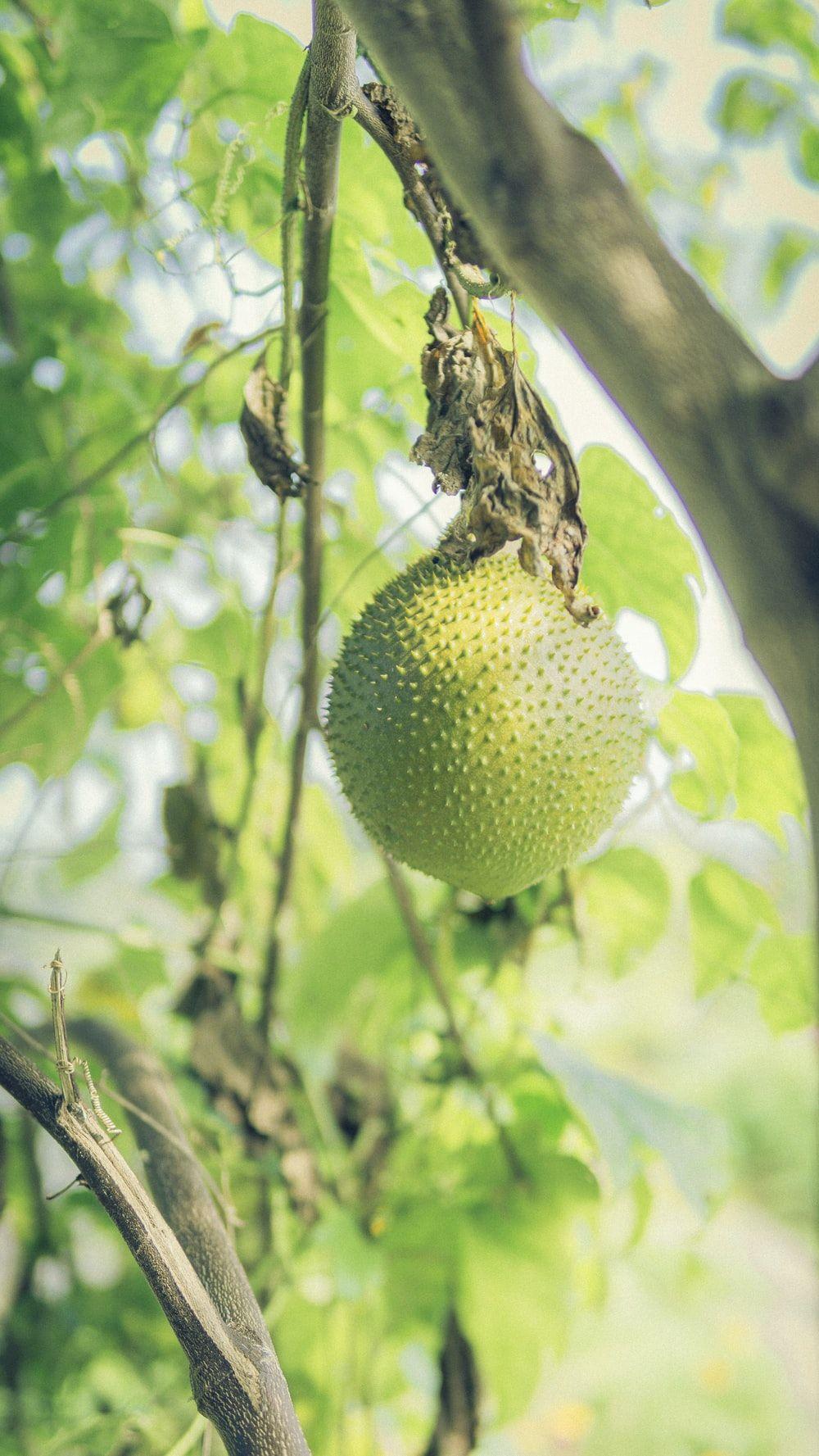 Durian Wallpapers - Top Free Durian Backgrounds - WallpaperAccess