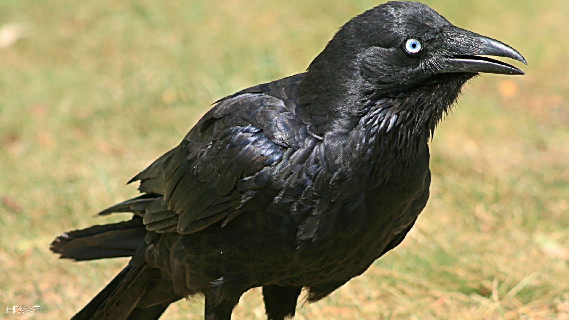 Corvus Wallpapers - Top Free Corvus Backgrounds - WallpaperAccess