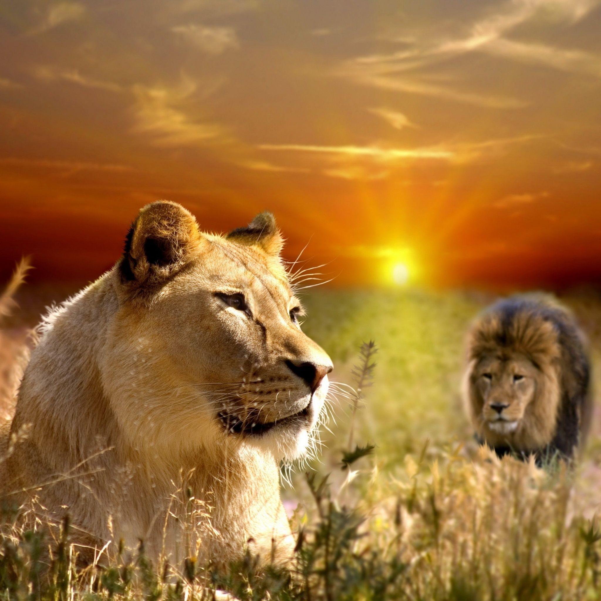African Pride Wallpapers - Top Free African Pride Backgrounds ...