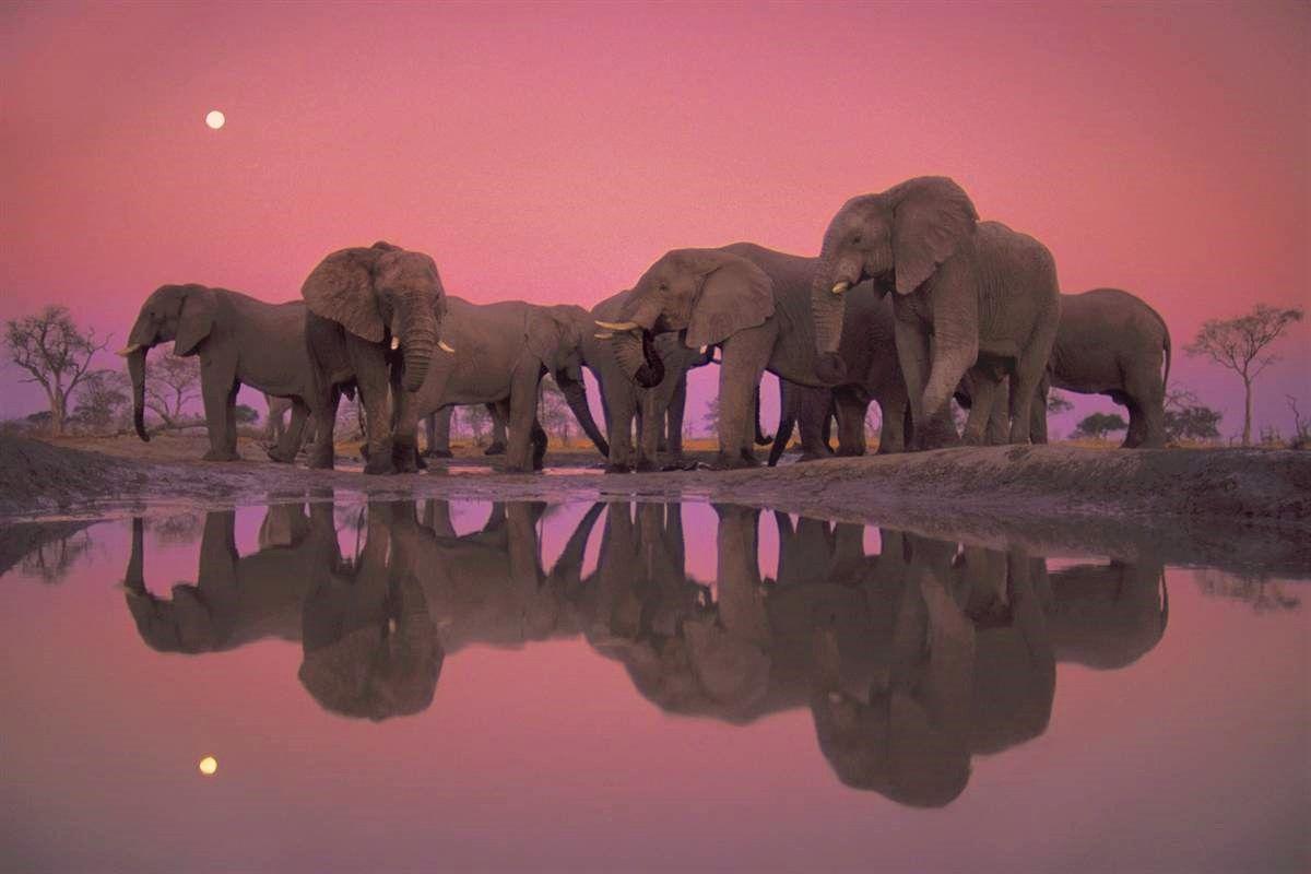 Big 5 Wallpapers - Top Free Big 5 Backgrounds - WallpaperAccess