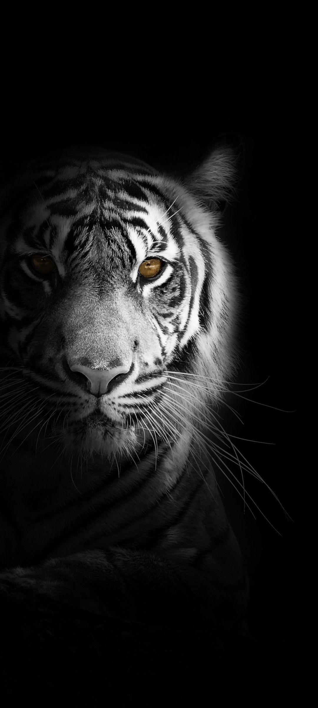 White Tiger Art Wallpapers - Top Free White Tiger Art Backgrounds ...