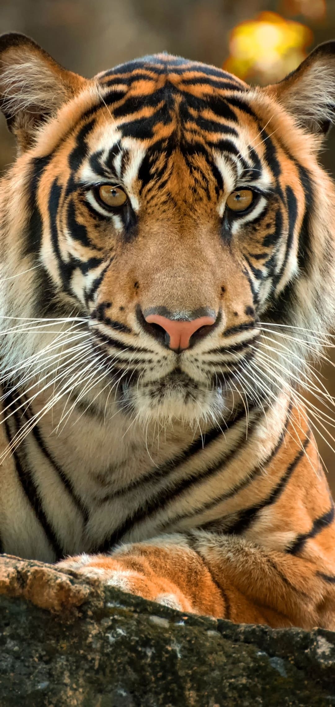 4K Tiger Wallpapers - Top Free 4K Tiger Backgrounds - WallpaperAccess