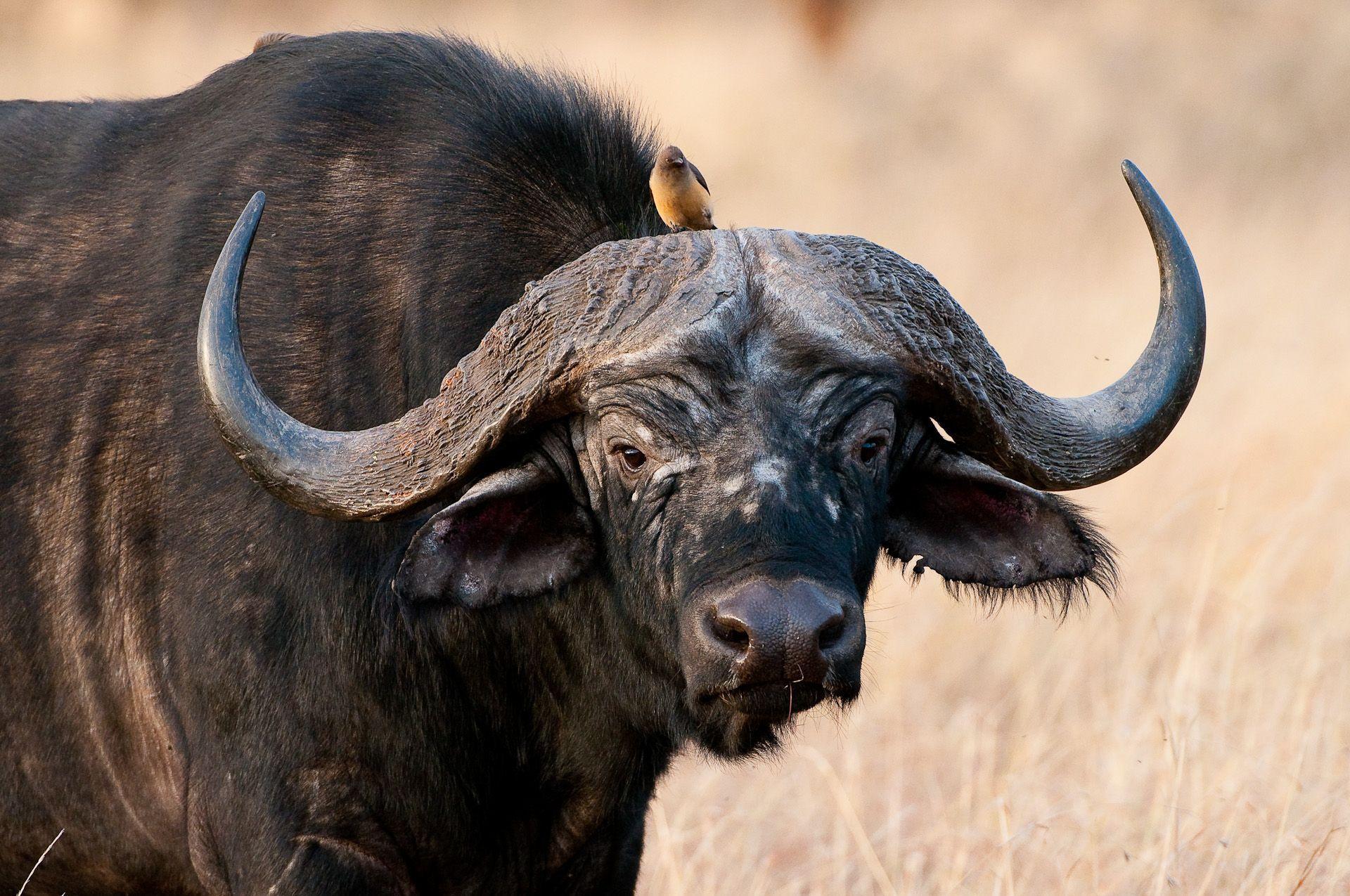 Big 5 Wallpapers - Top Free Big 5 Backgrounds - WallpaperAccess