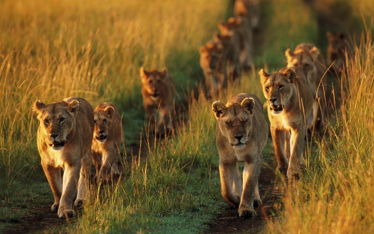 African Pride Wallpapers - Top Free African Pride Backgrounds ...