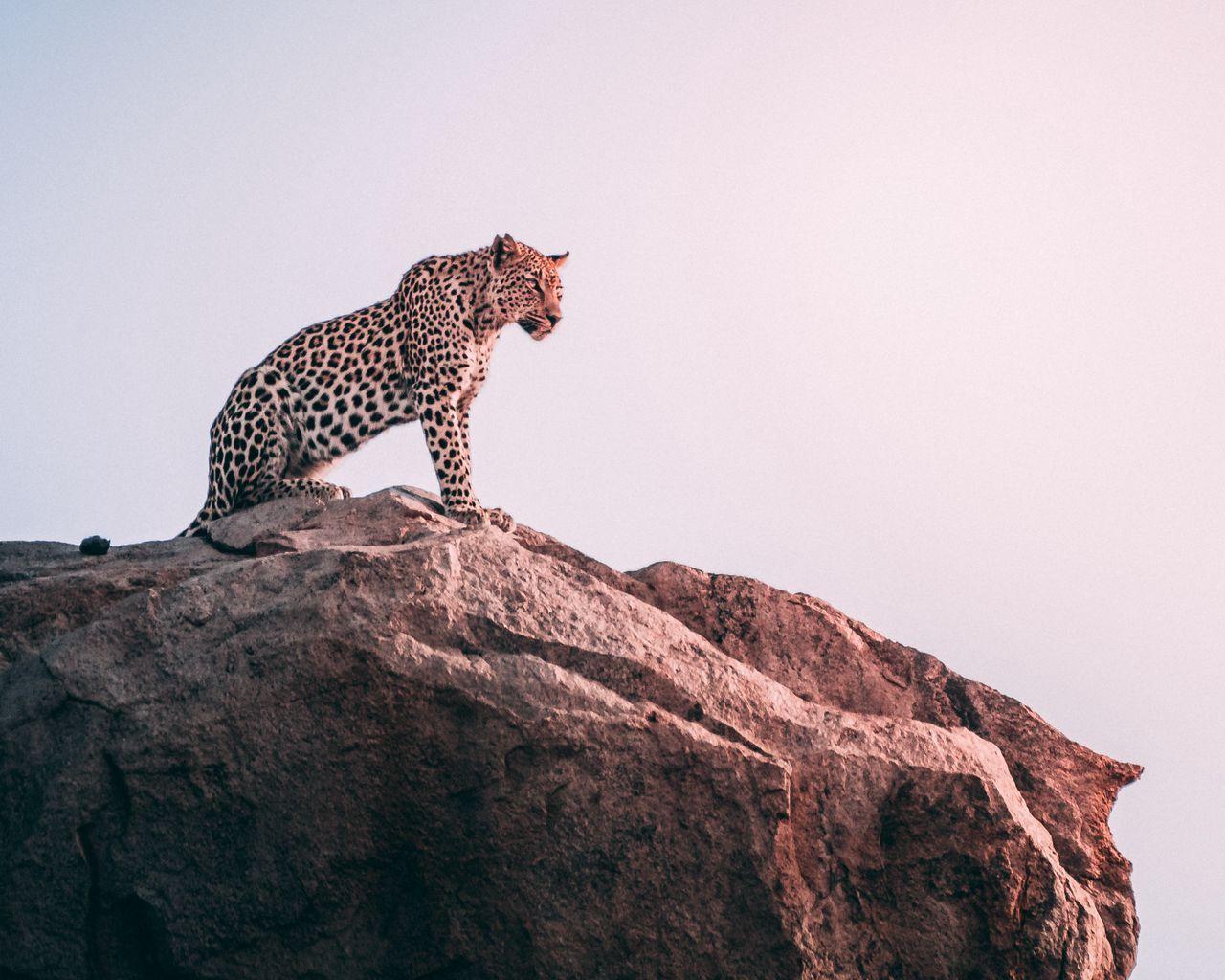 Big 5 Wallpapers - Top Free Big 5 Backgrounds - WallpaperAccess