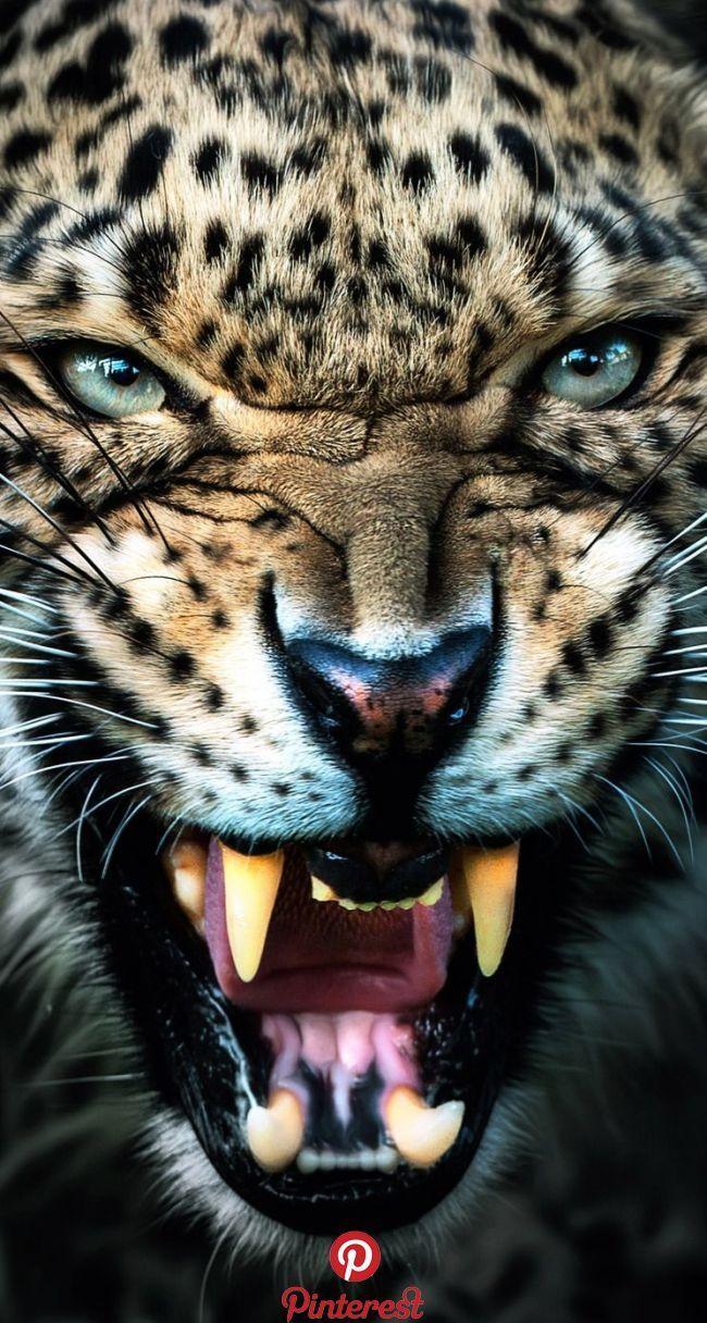 Big 5 Wallpapers - Top Free Big 5 Backgrounds - WallpaperAccess