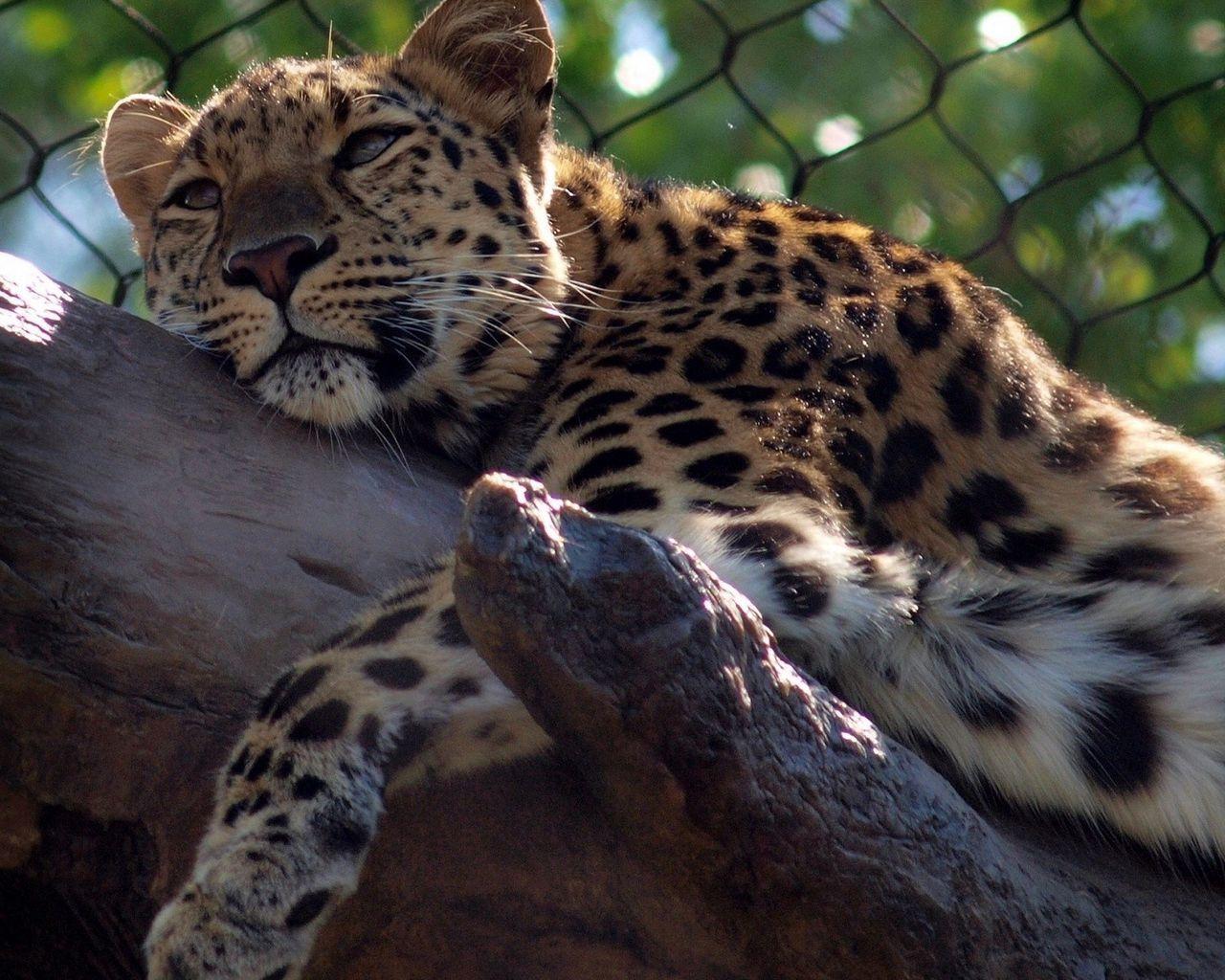 Big 5 Wallpapers - Top Free Big 5 Backgrounds - WallpaperAccess