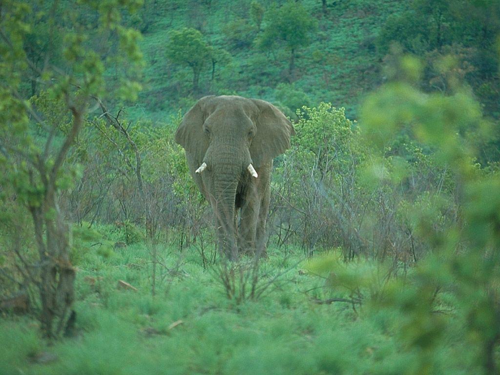 Big 5 Wallpapers - Top Free Big 5 Backgrounds - WallpaperAccess