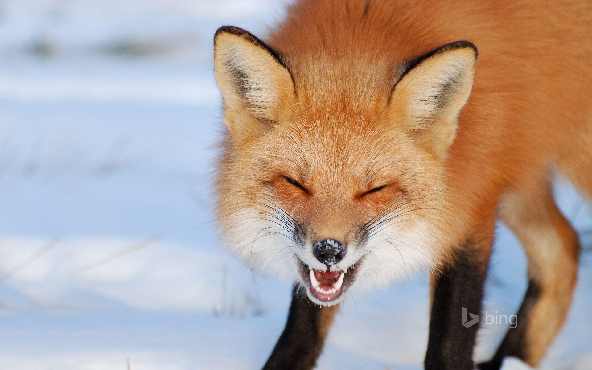 Fox Animal Desktop Wallpapers - Top Free Fox Animal Desktop Backgrounds ...