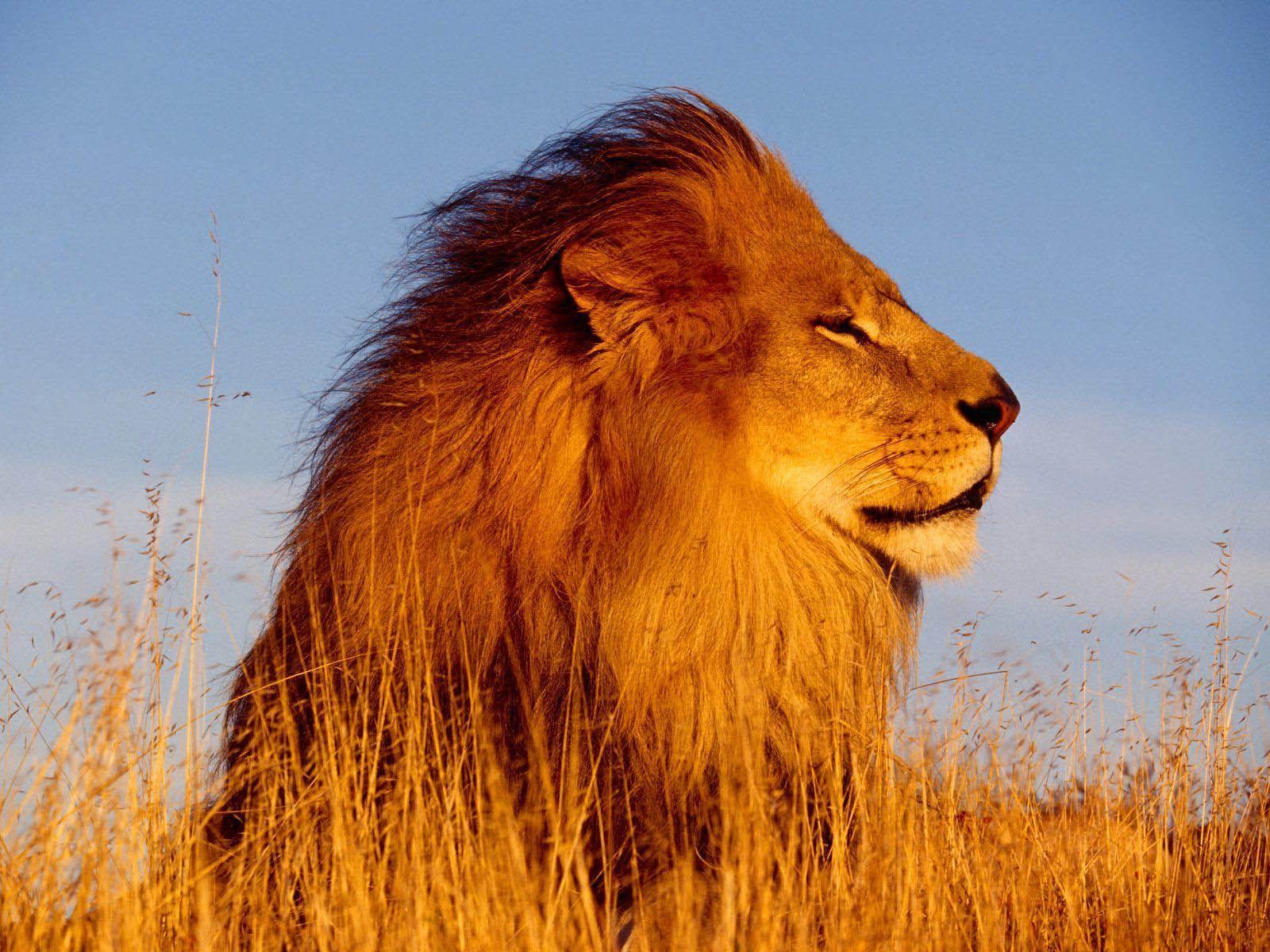 African Pride Wallpapers - Top Free African Pride Backgrounds ...