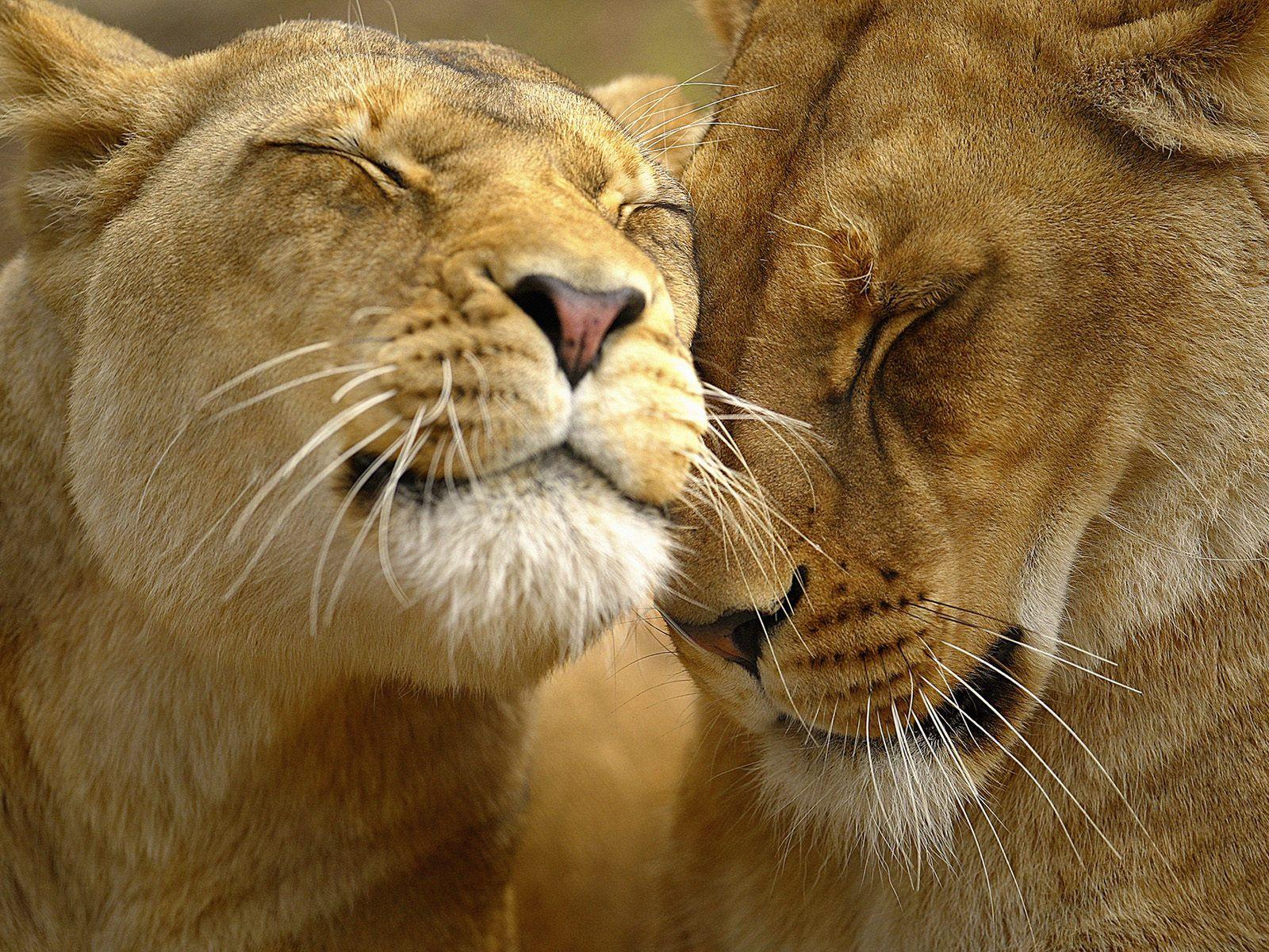 African Pride Wallpapers - Top Free African Pride Backgrounds ...