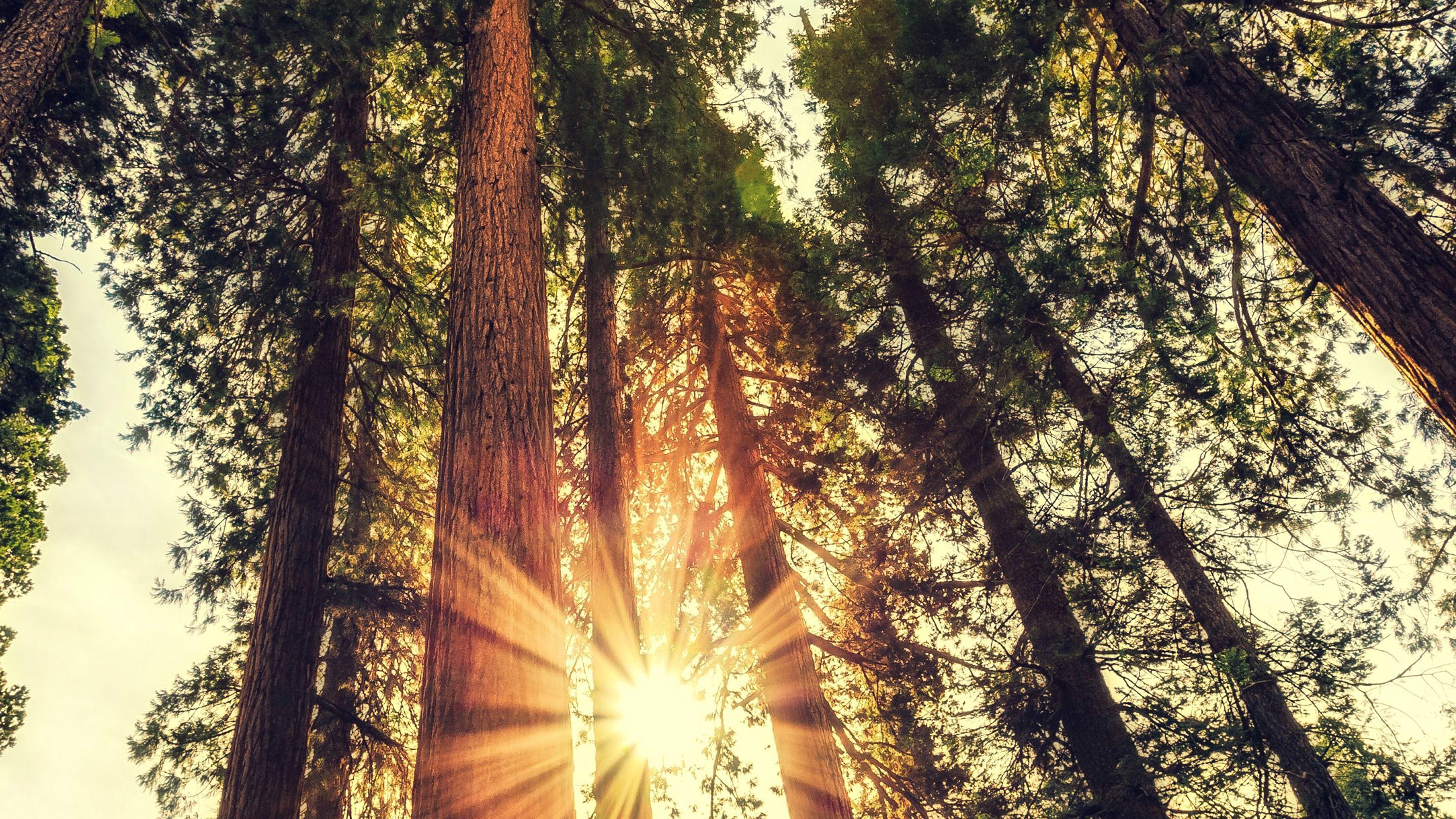 Redwood Sunset Wallpapers - Top Free Redwood Sunset Backgrounds ...