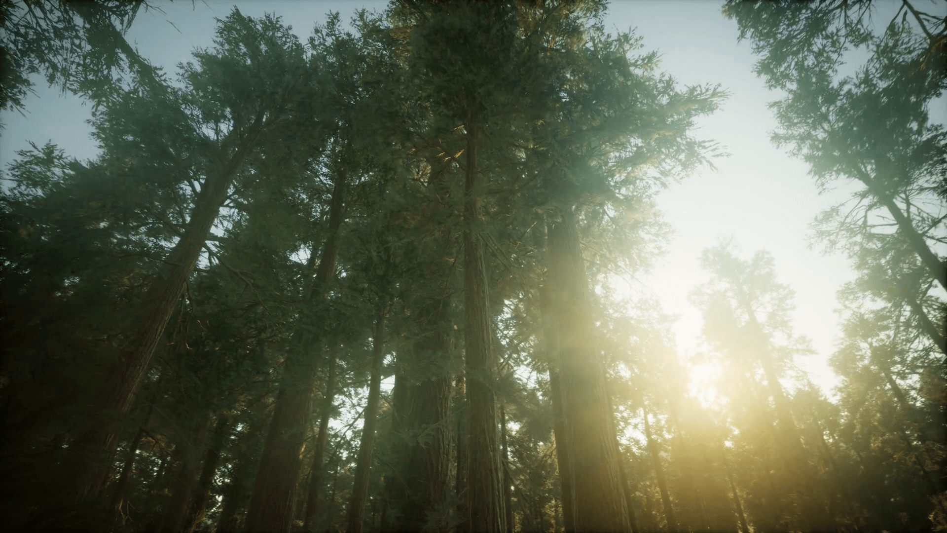 Redwood Sunset Wallpapers - Top Free Redwood Sunset Backgrounds ...