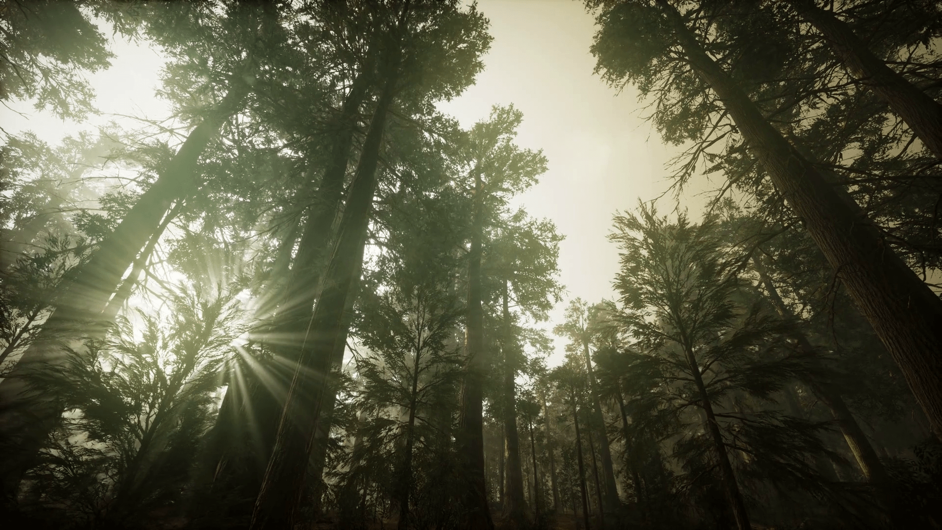 Redwood Sunset Wallpapers - Top Free Redwood Sunset Backgrounds ...