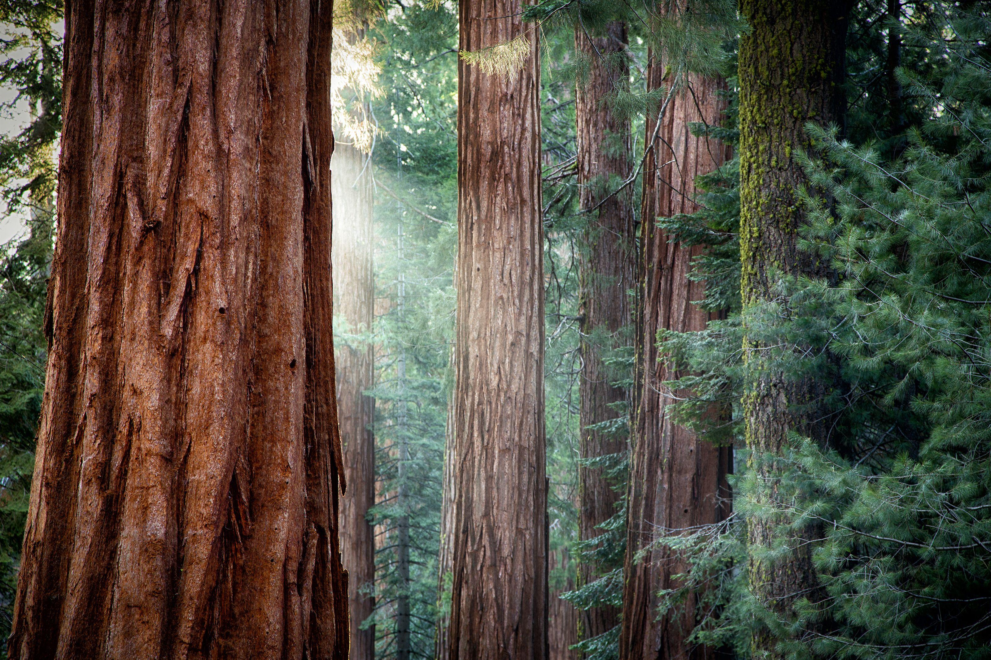 Redwood Forest Desktop Wallpapers - Top Free Redwood Forest Desktop ...